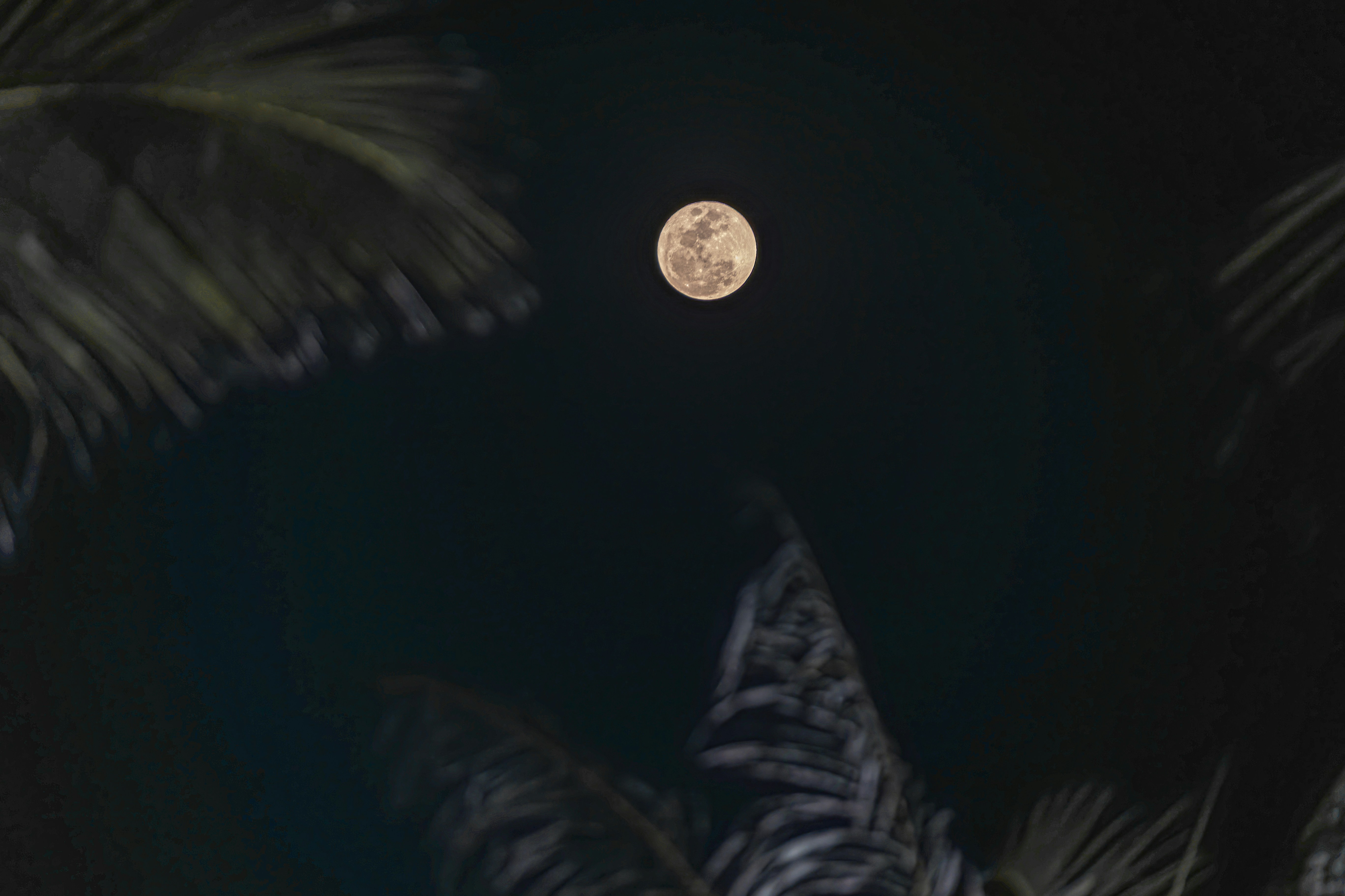 Moonlit Palms: Night Sky Centered on a Silent Satellite