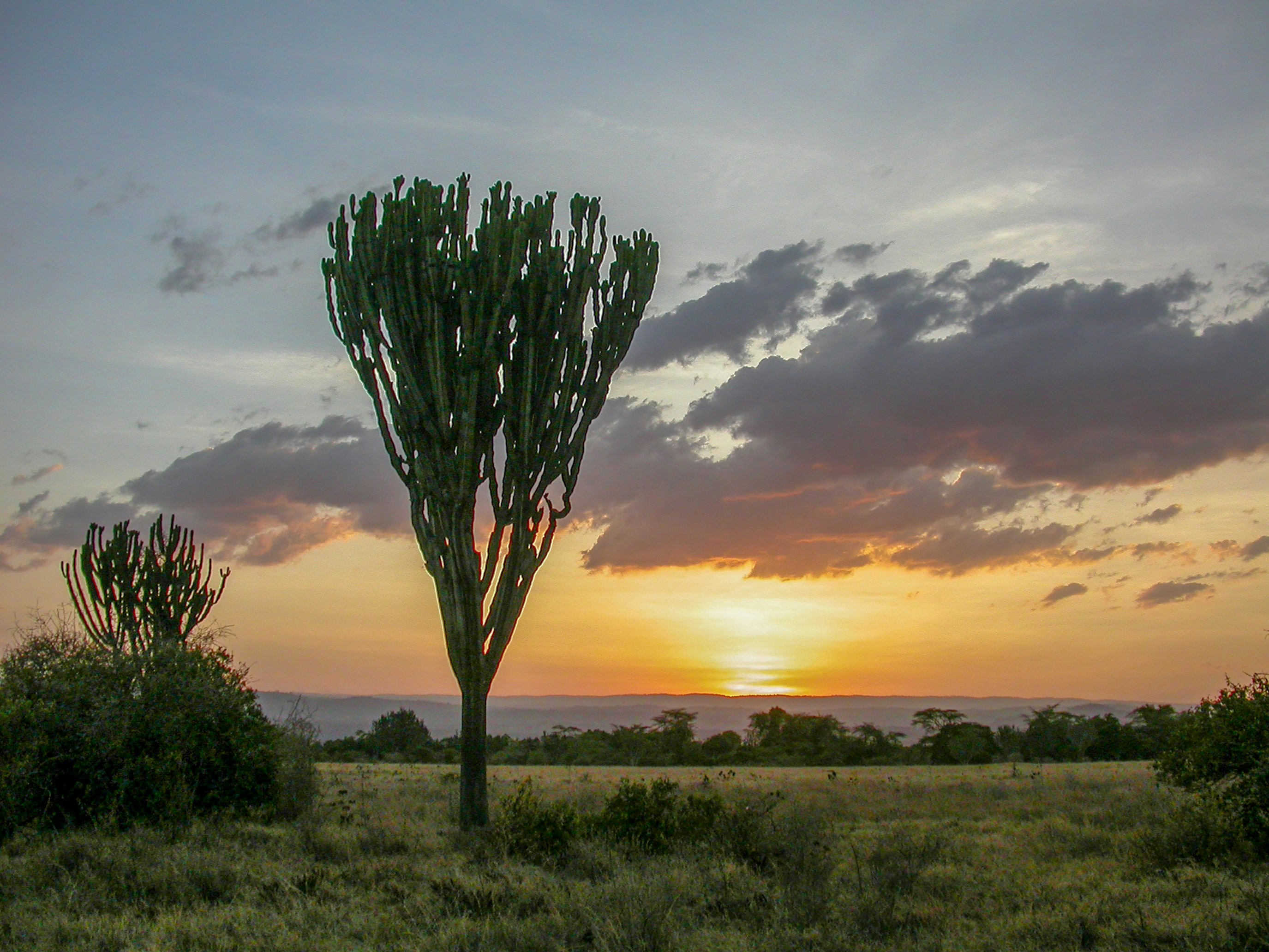Desert Sunset Silhouette: A Cactus Line against a Fiery Horizon