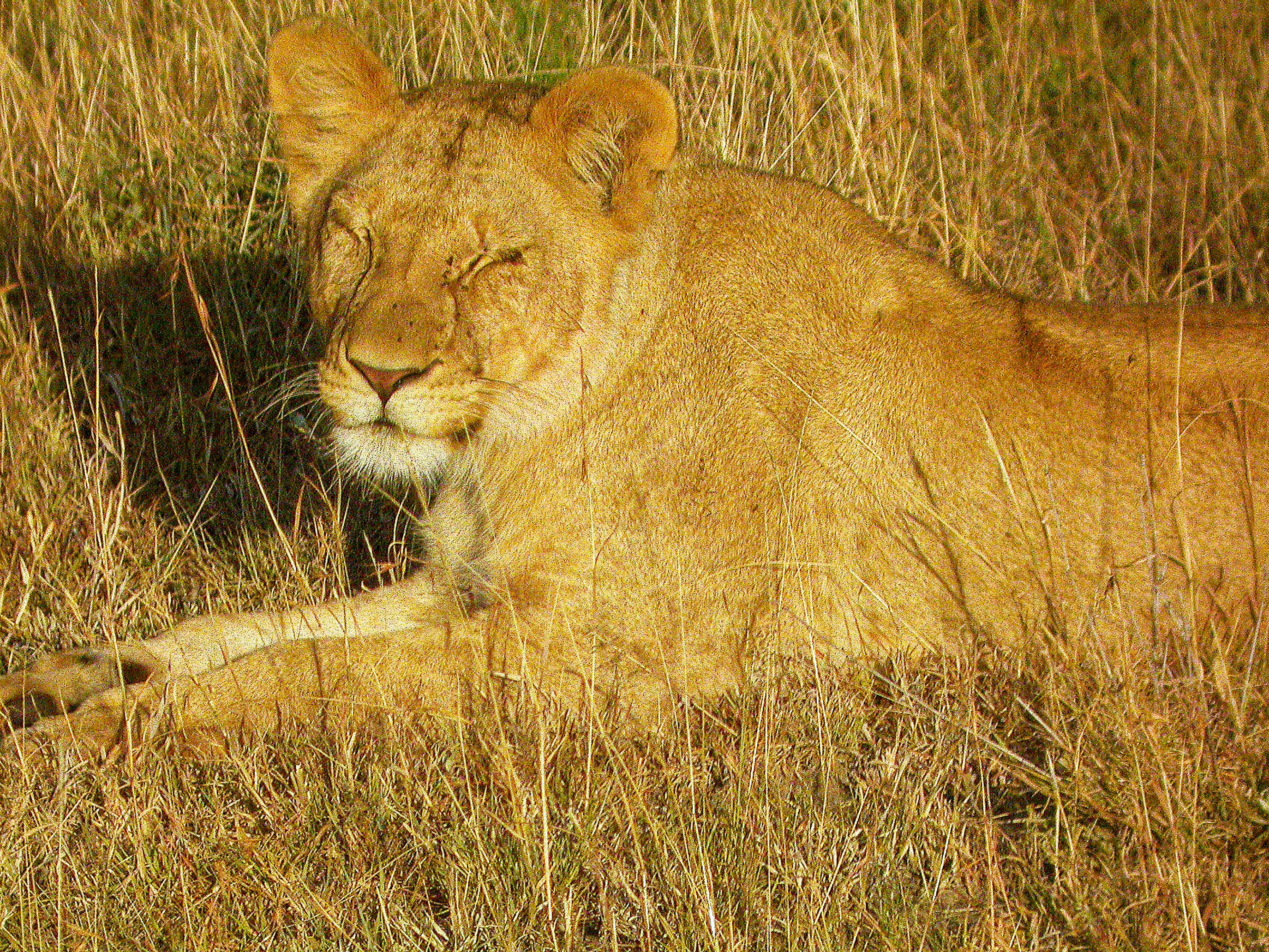 Sunlit Languor: A Lionsess Resting in Golden Grass