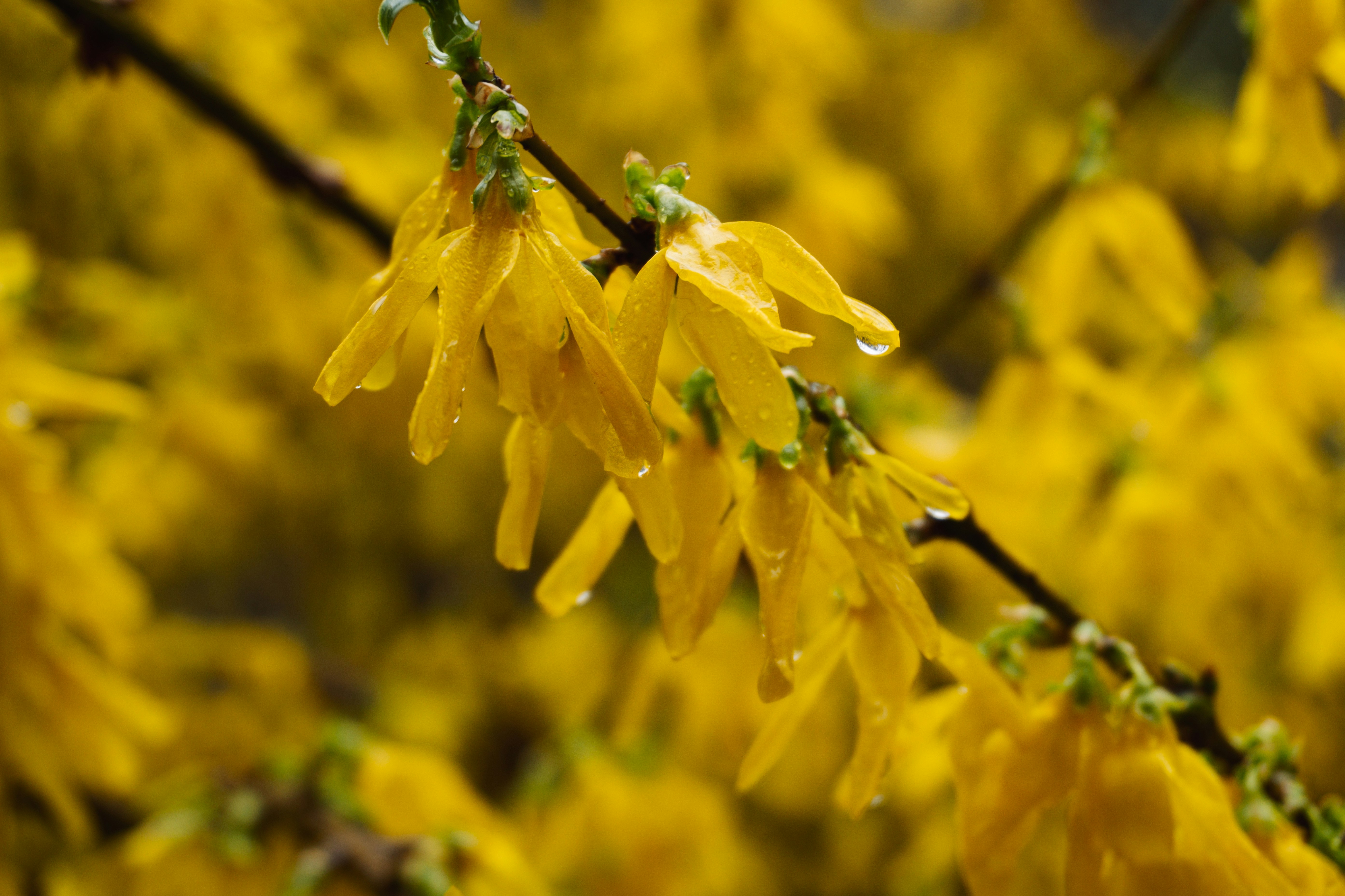 Golden Cascade: A Close-Up of Forsythia in Bloom