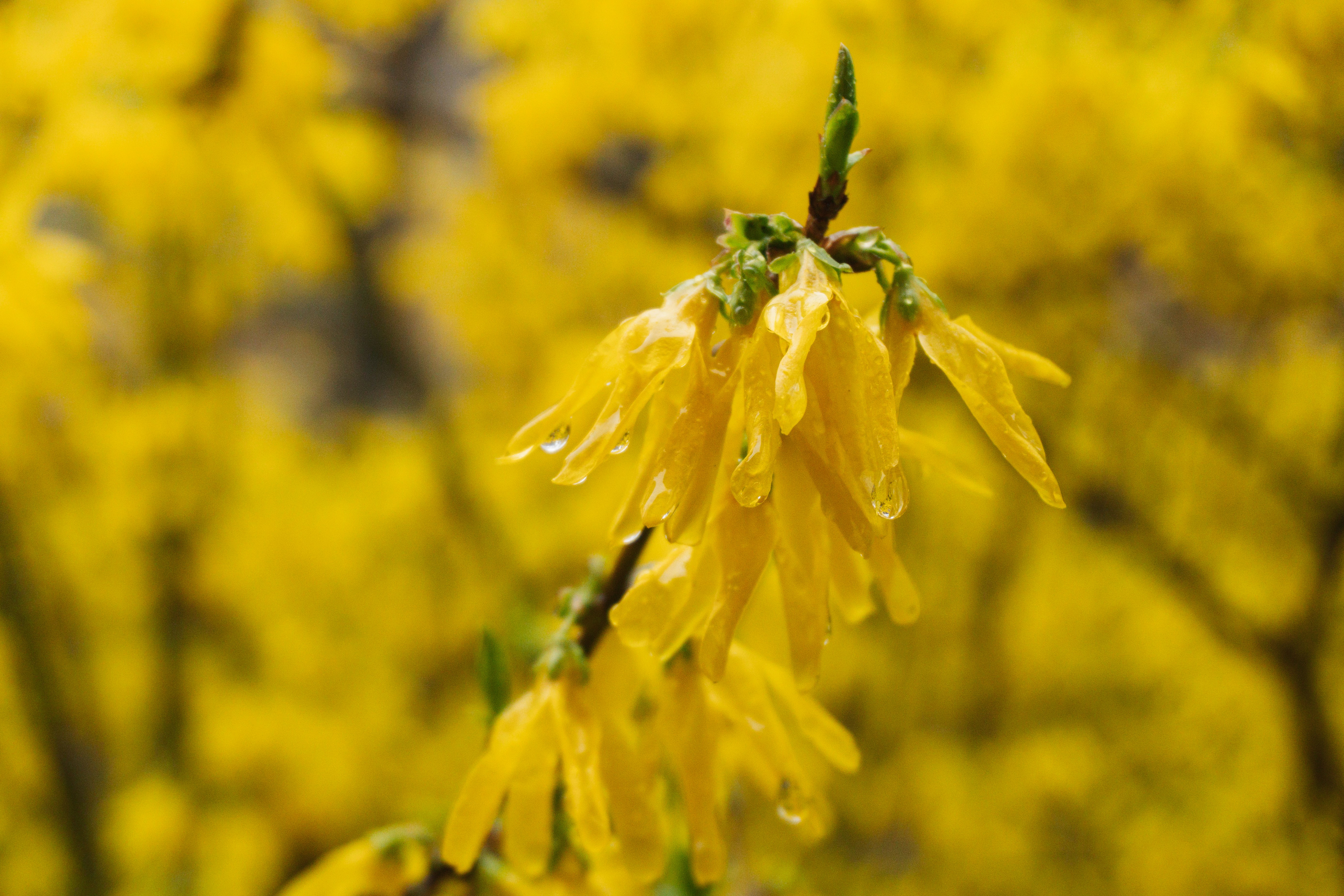 Golden Cascade: A Close Zoom on Forcing Yellow Blooms
