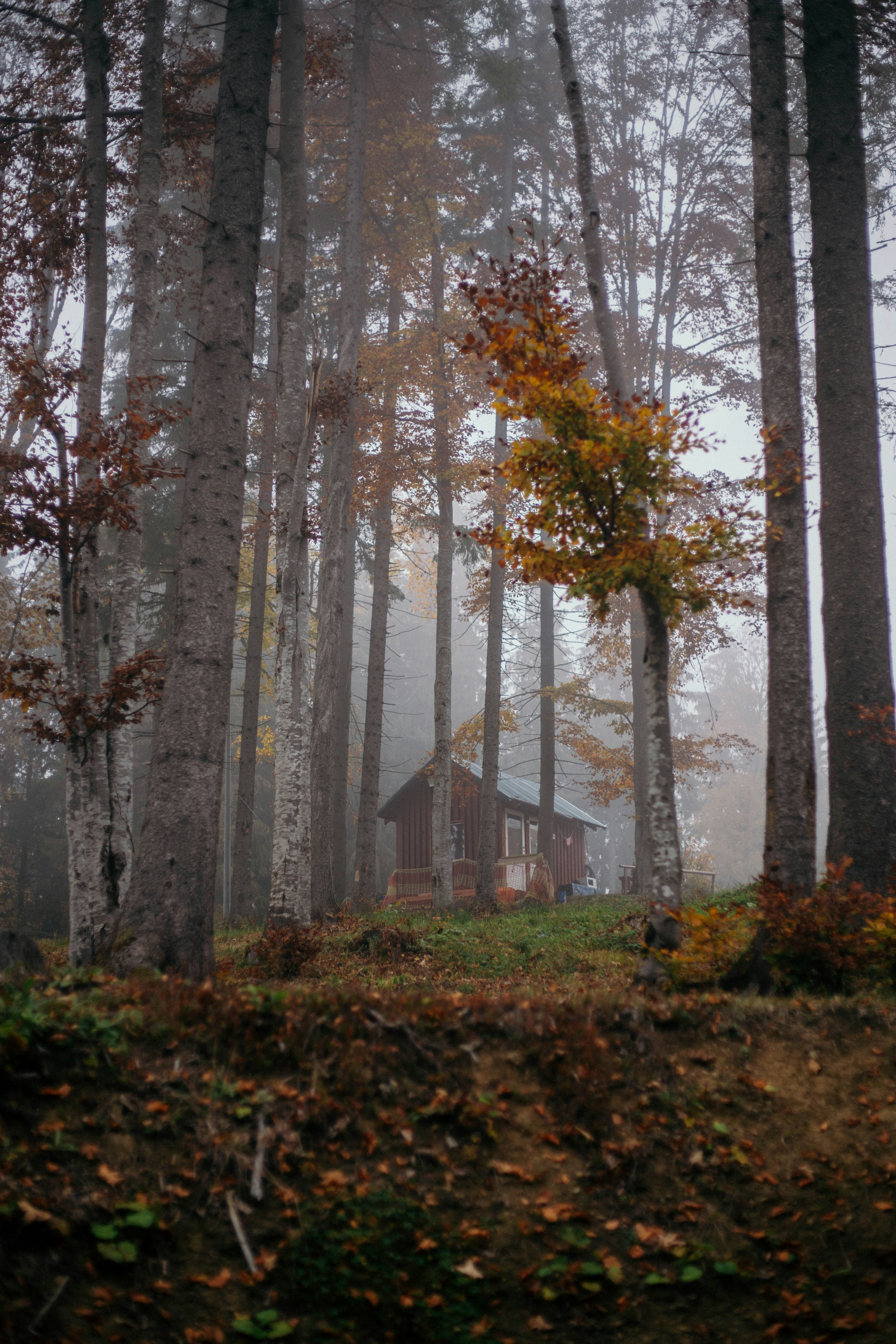Mist-Lit Cabin in the Forest Glade