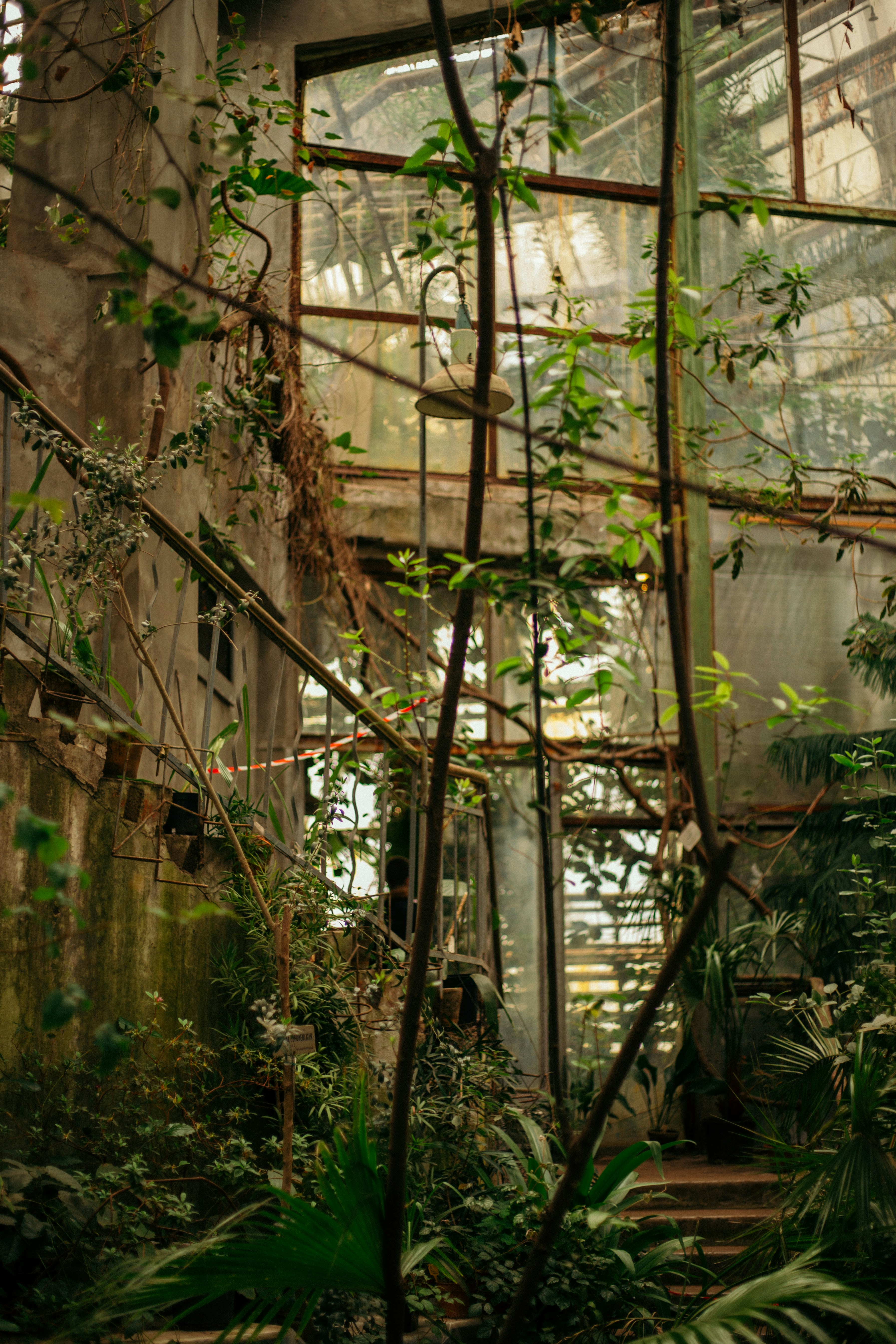 Overgrown Conservatory: Sunlit Glass and Tangled Vines