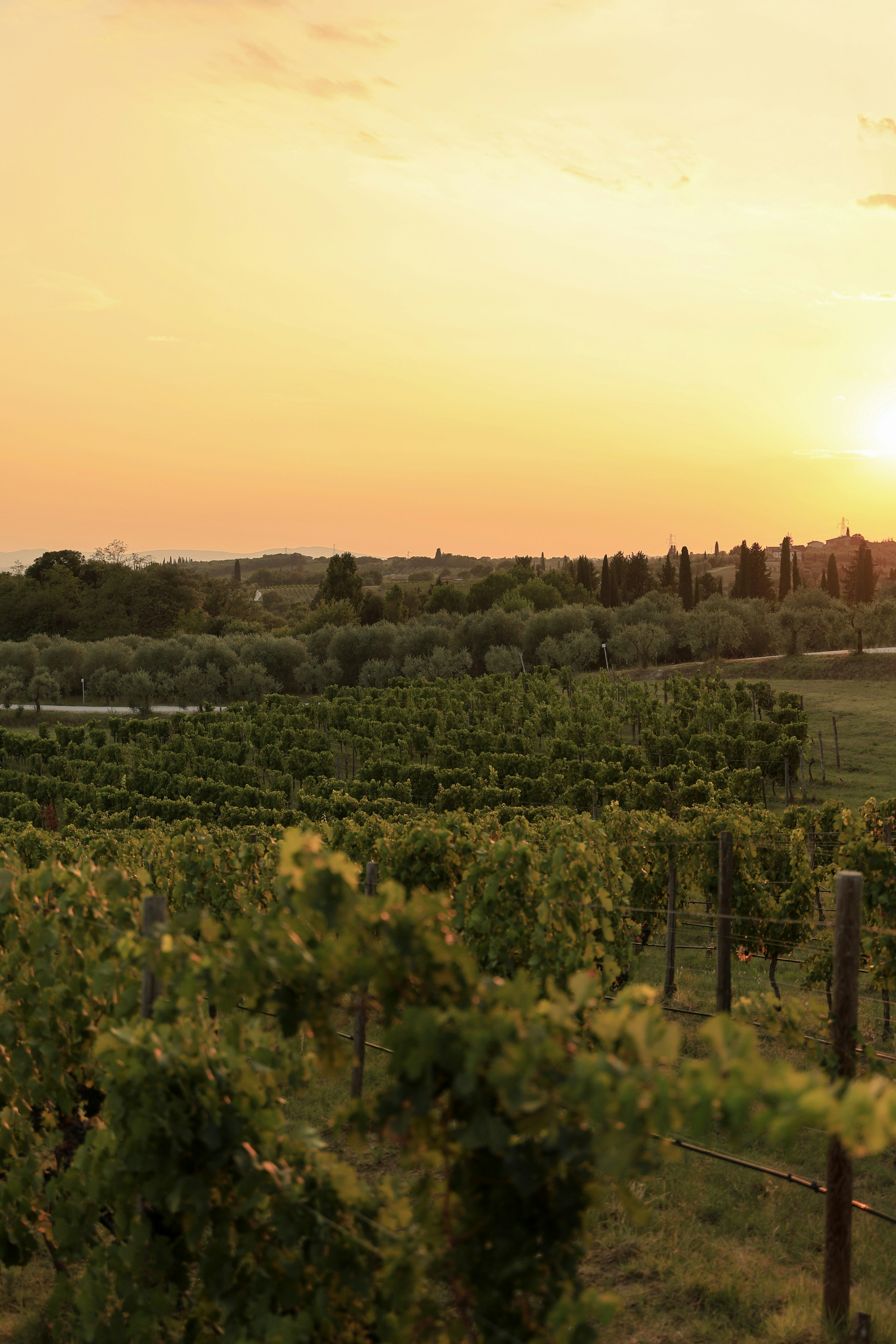 Sunset over the Rows: Vineyard Lines and Distant Horizon