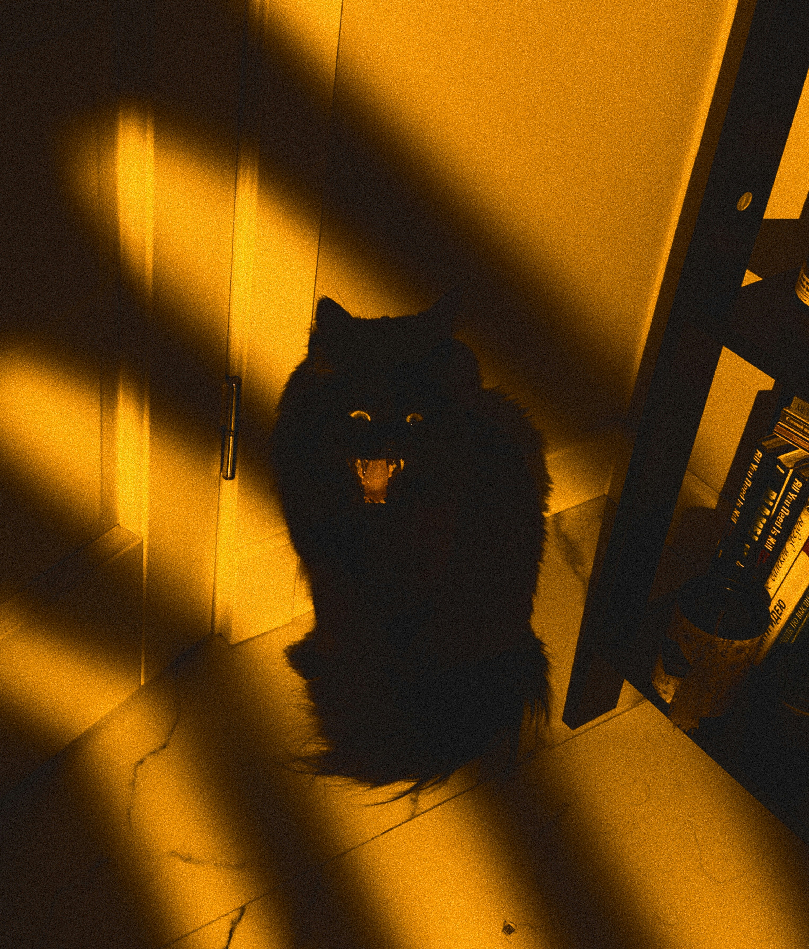 Shadowed Whiskers: A Cat Brought to Light by Stripes of Sunset