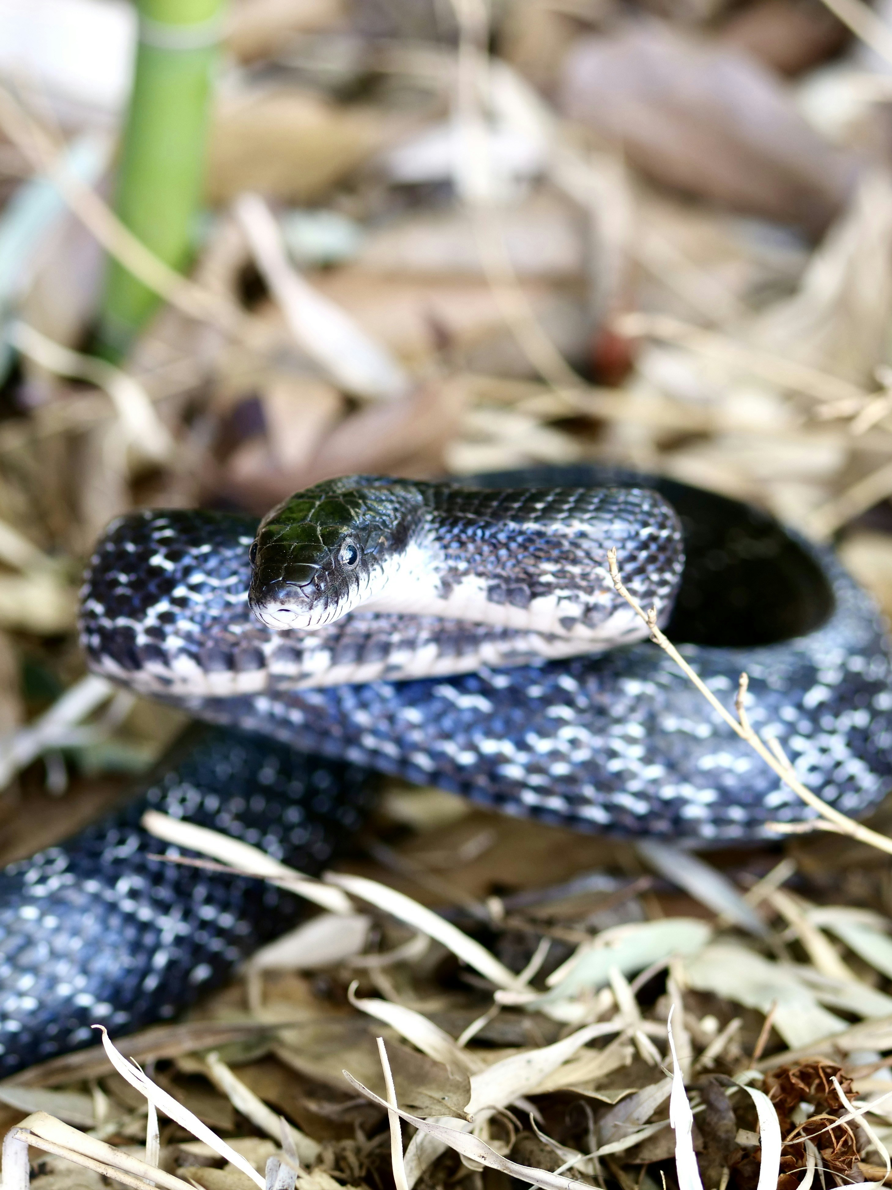 Coiled in the Leaves: Close-Up of a Snaking Pattern