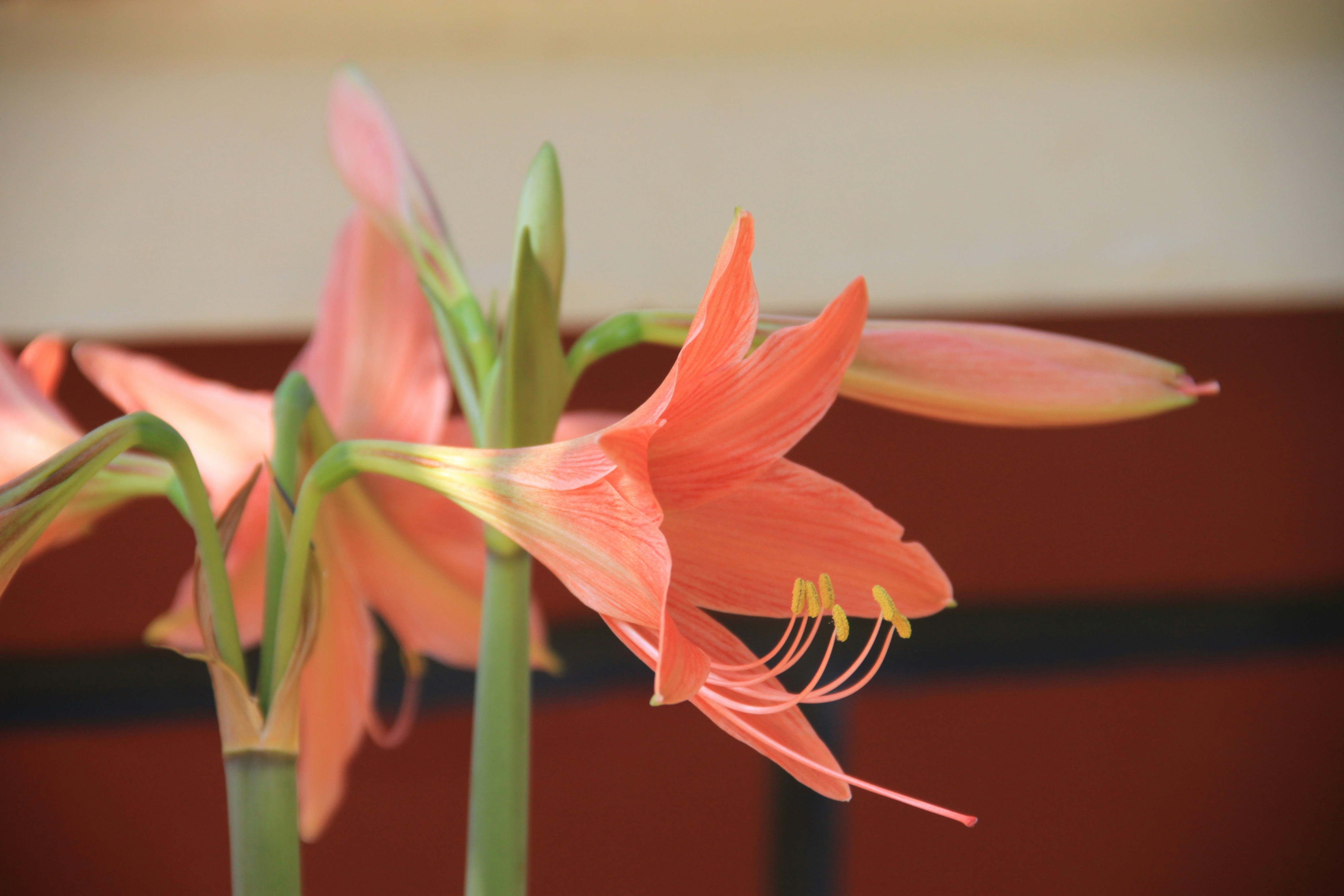 Coral Amaryllis: a Pink Lily Bloom Against a Wooden Backdrop