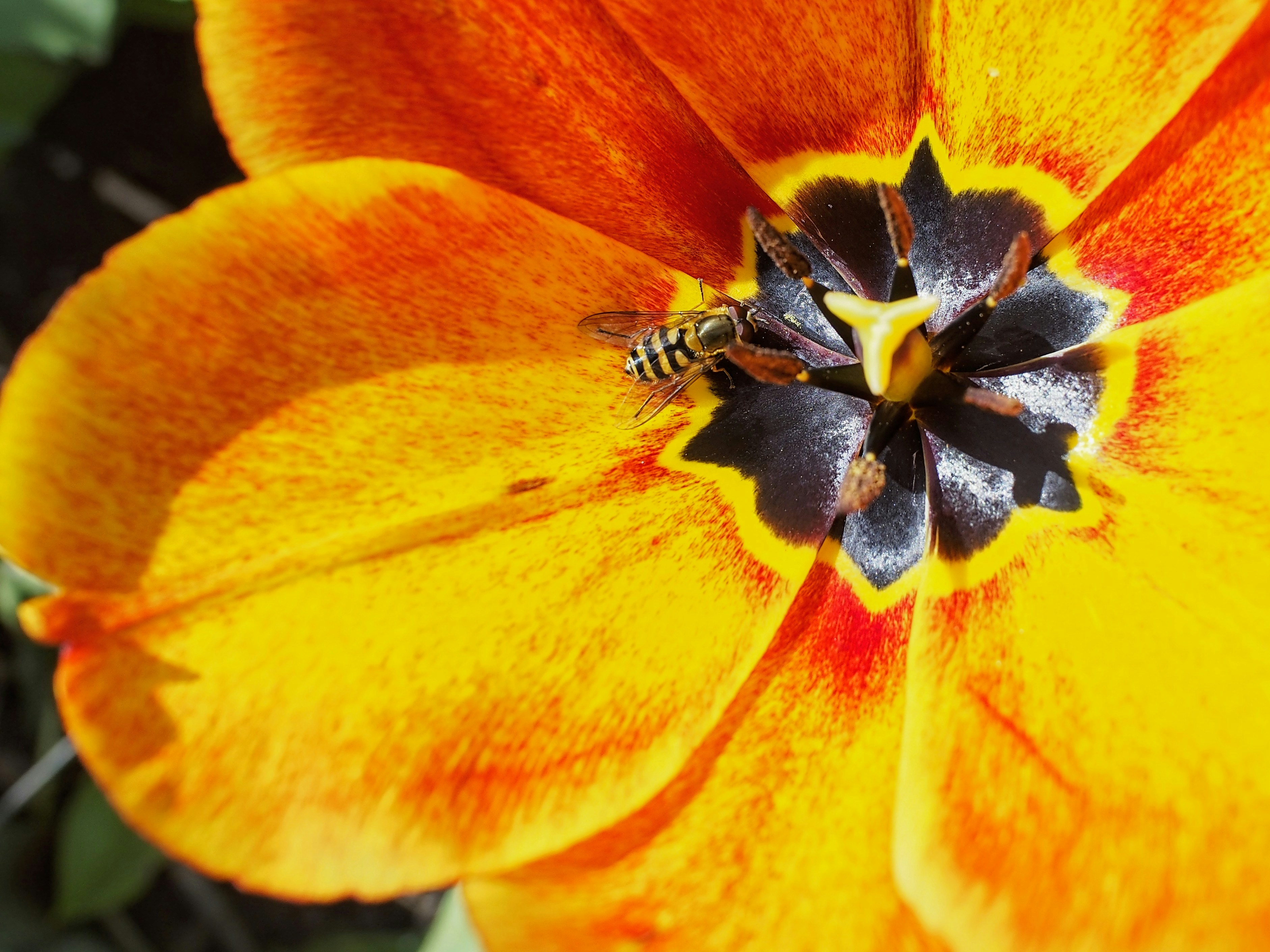 Bee in the Heart of a Sunlit Tulip