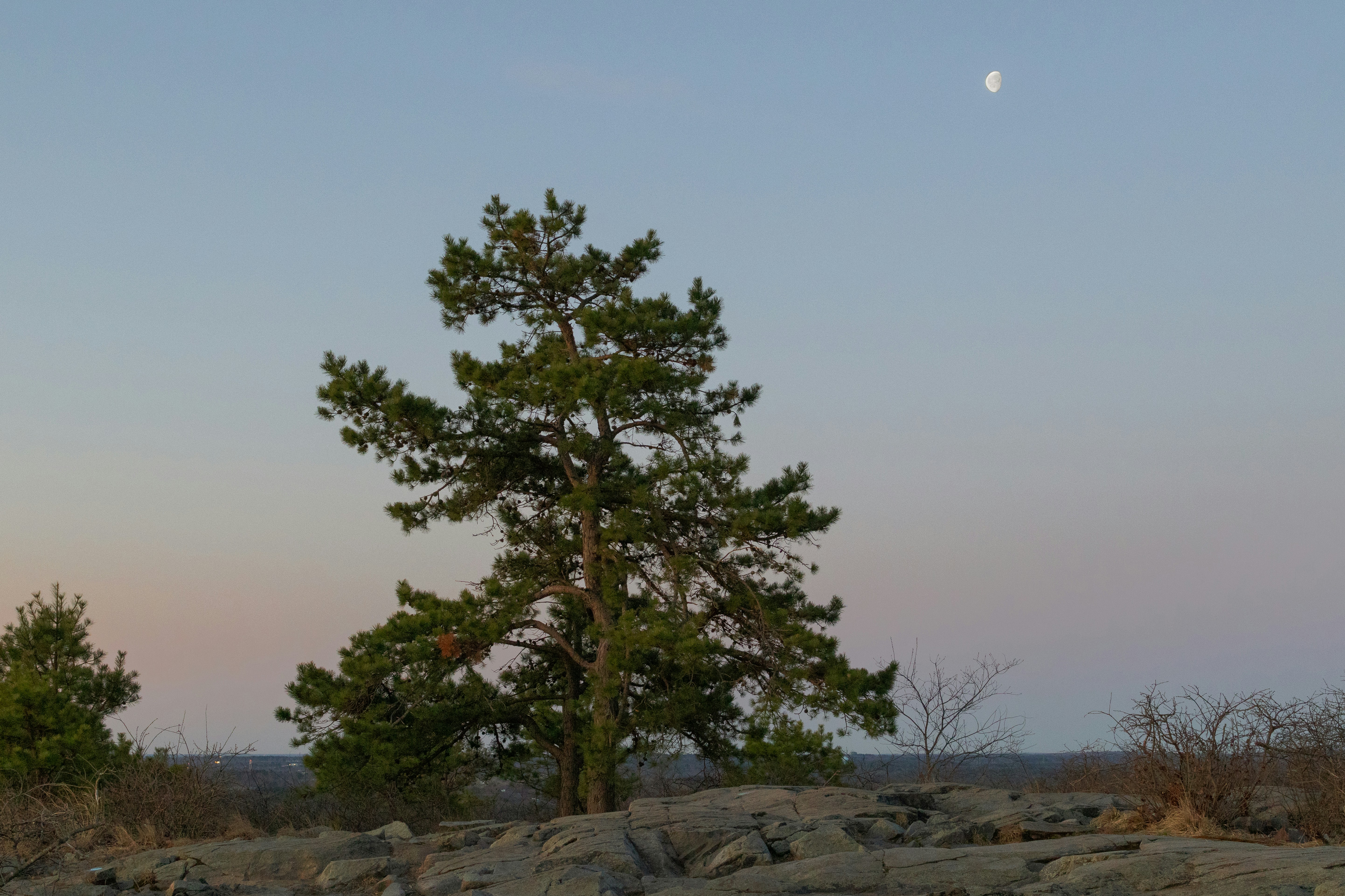 Majestic lone pine on rocky horizon at dusk