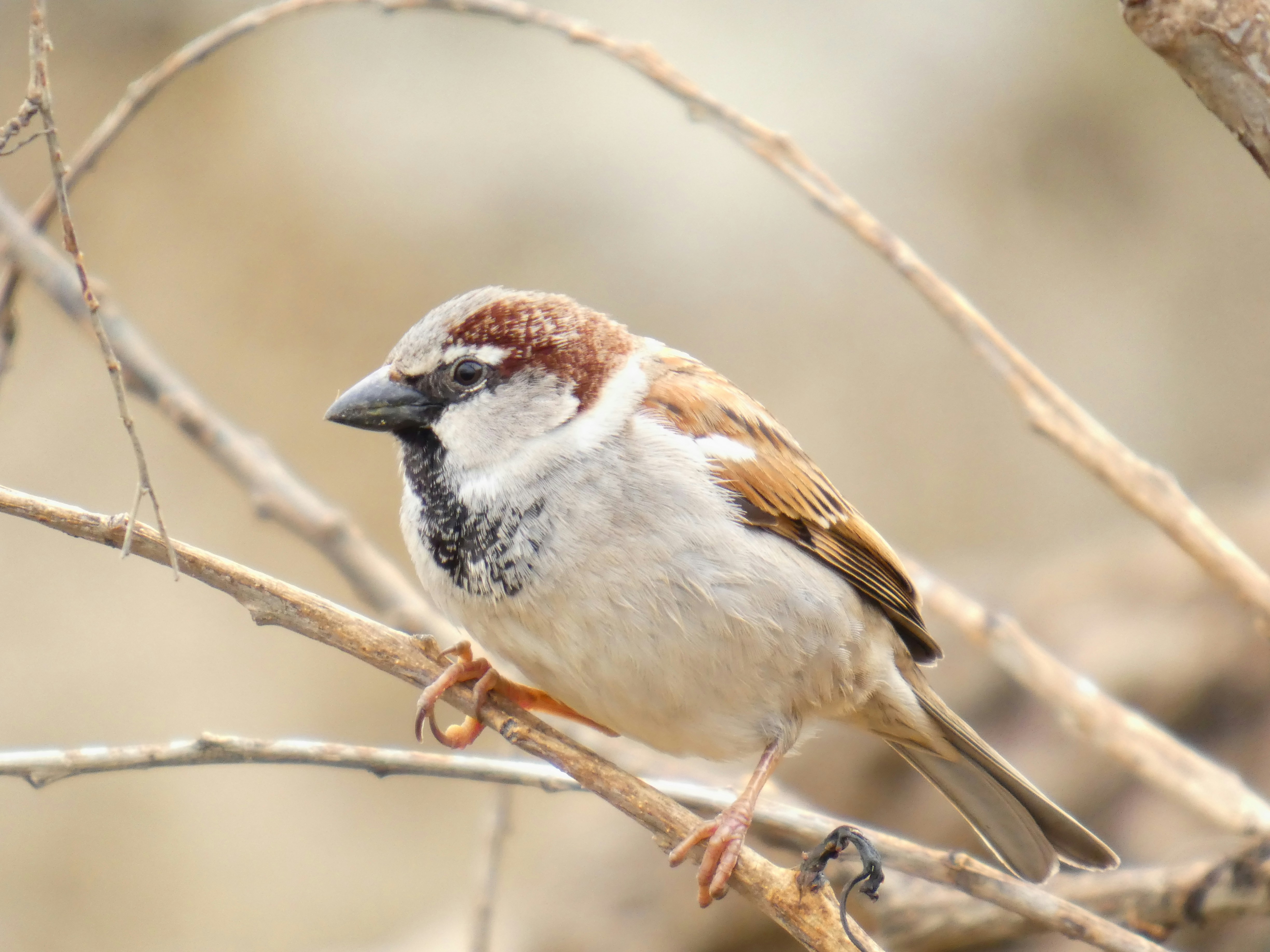 Brown-capped Finch Perched on a Snag with Soft Bokeh