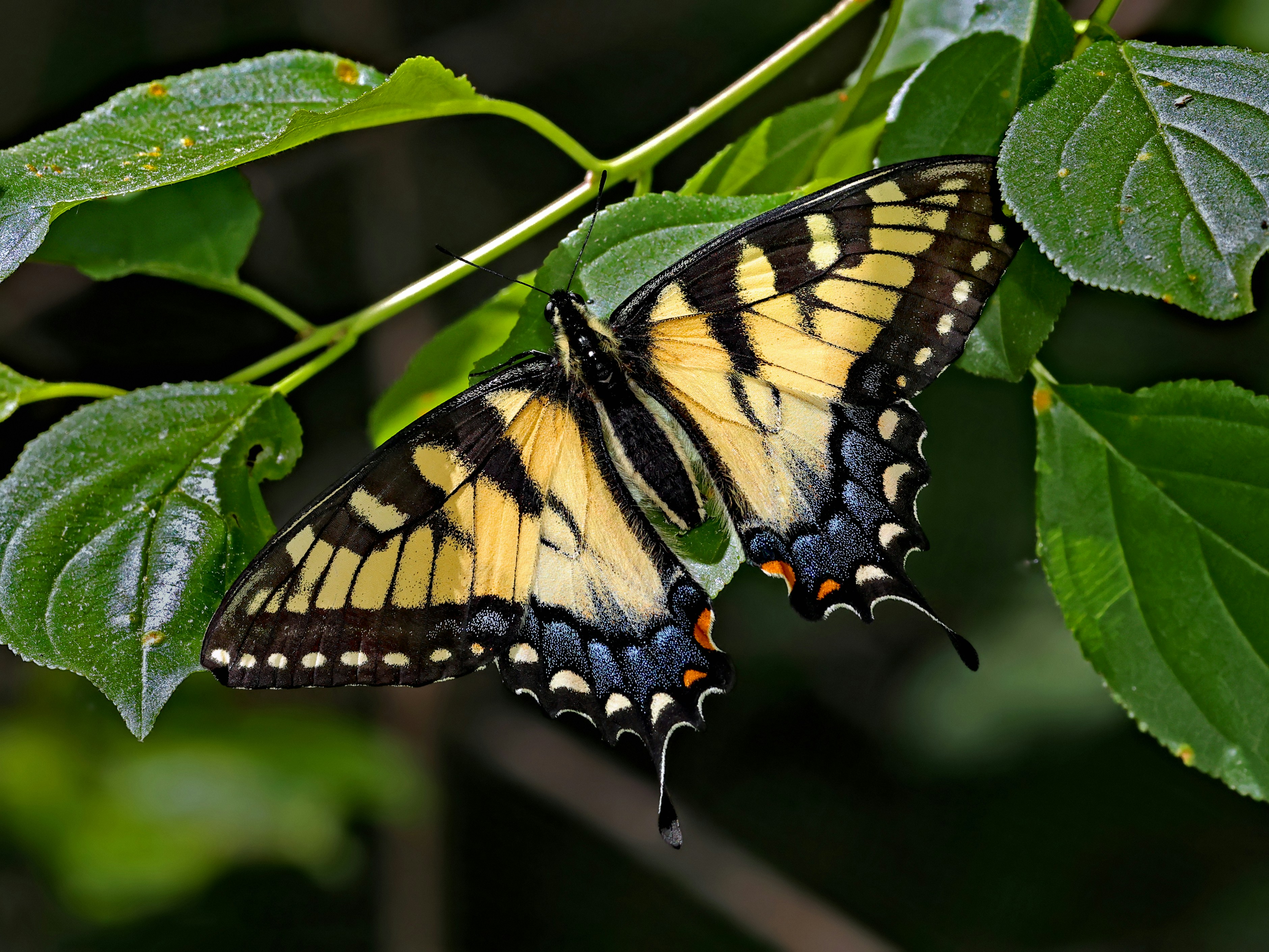 Saffron Wings at Rest: A Tiger Swallowtail on Verdant Backdrop