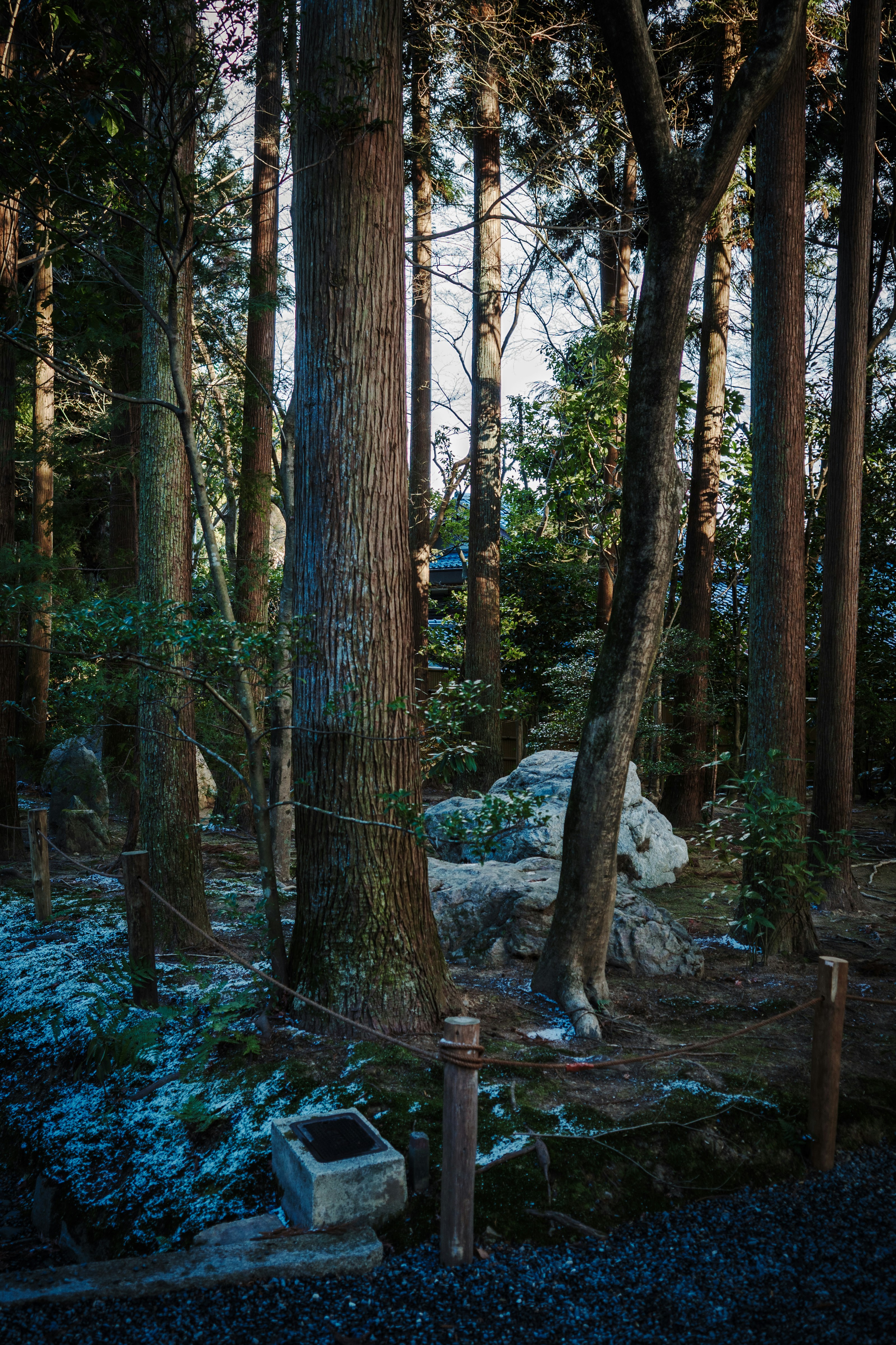 Quiet Pine Corridor with Stone Steps