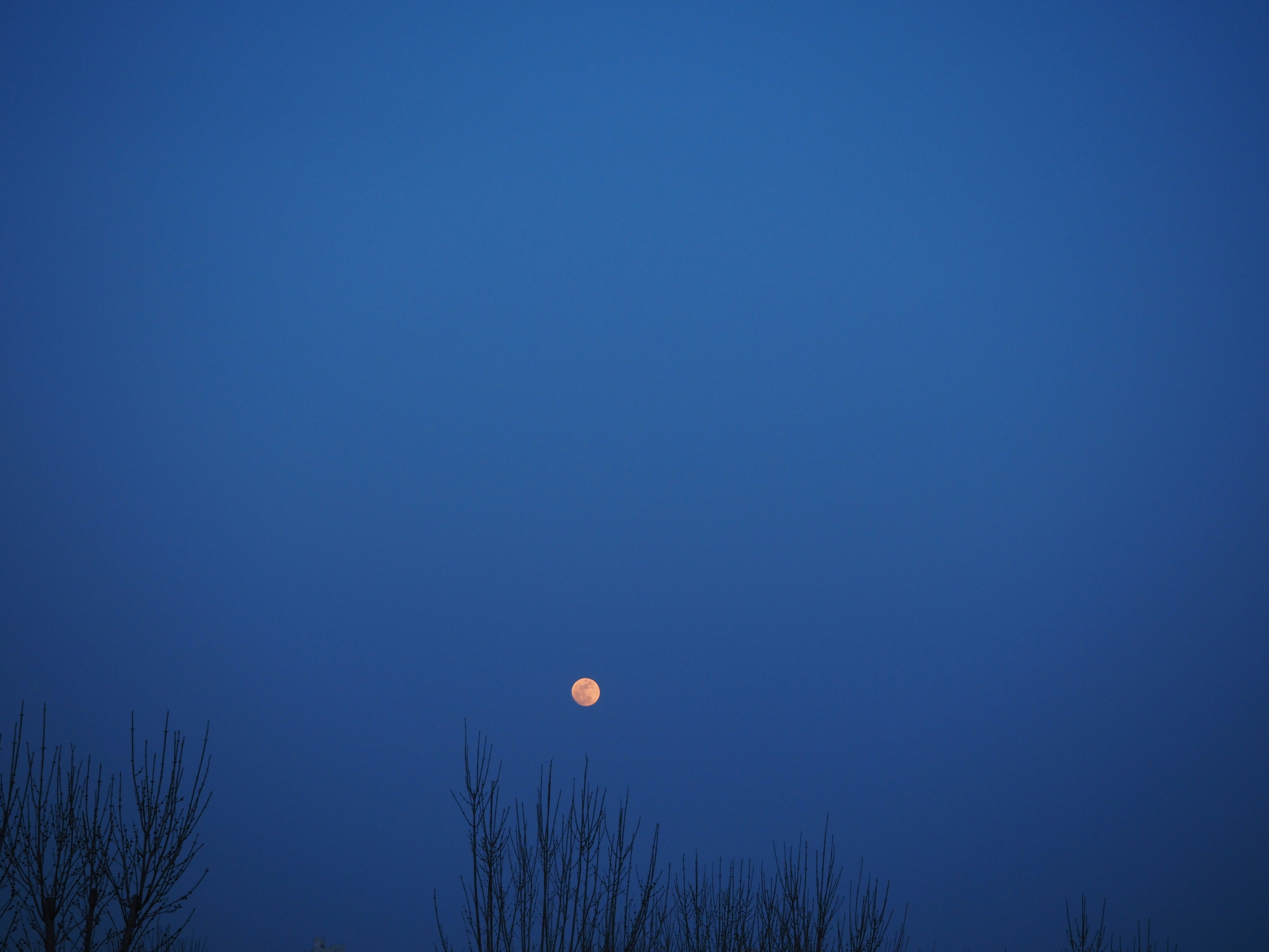 Moonrise Over Bare Trees: Evening Sky Portrait