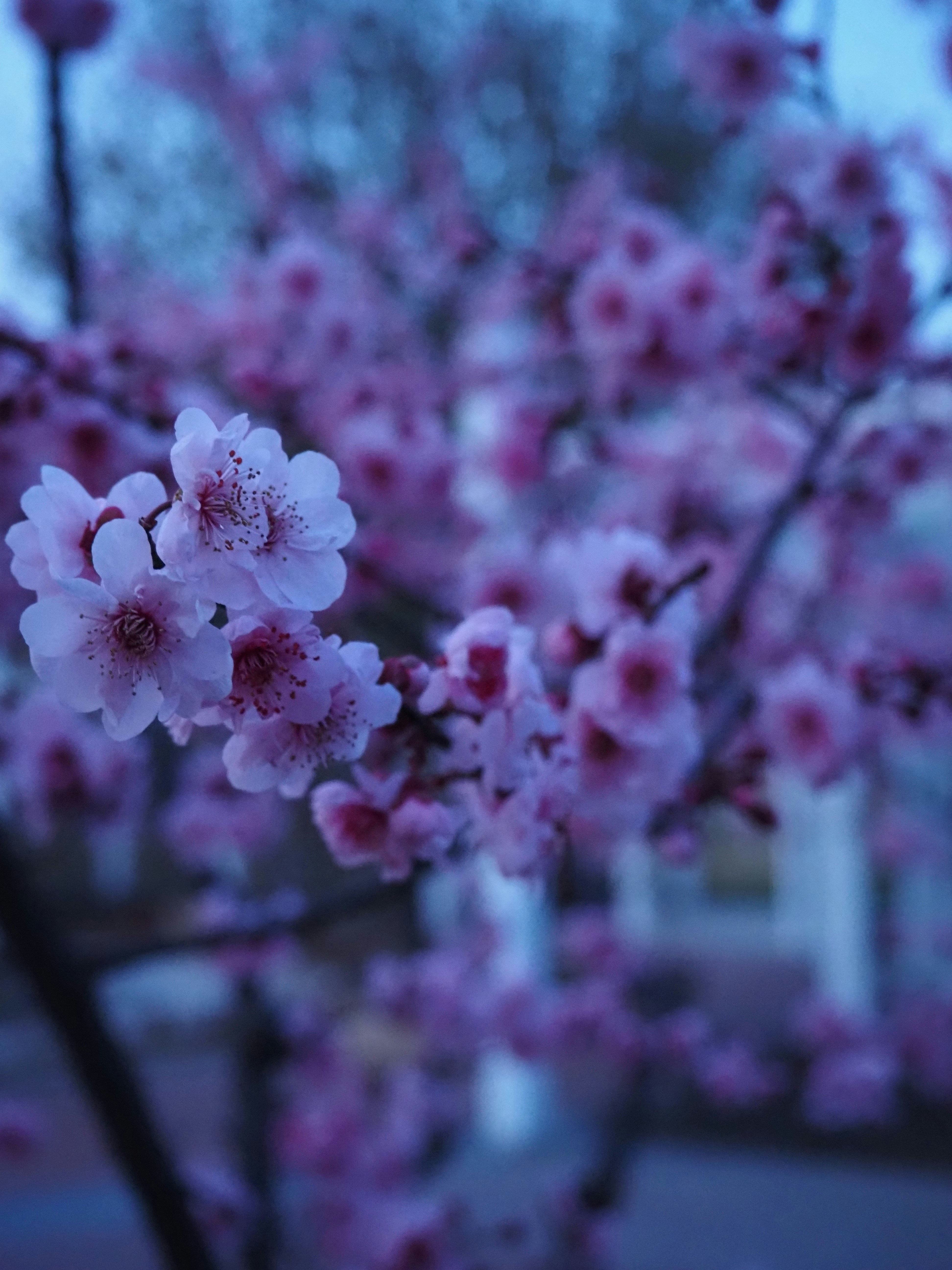 Blossom in Focus: A Purple-Blue Close-Up