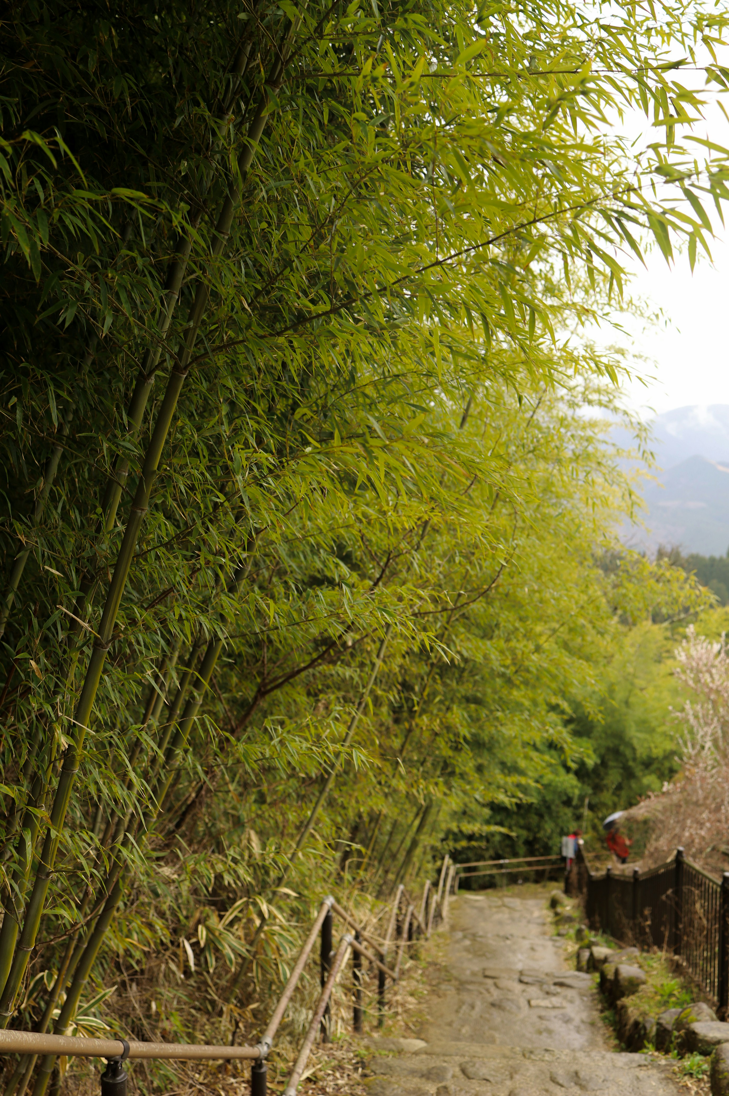 Lush Bamboo Path Through Morning Mist