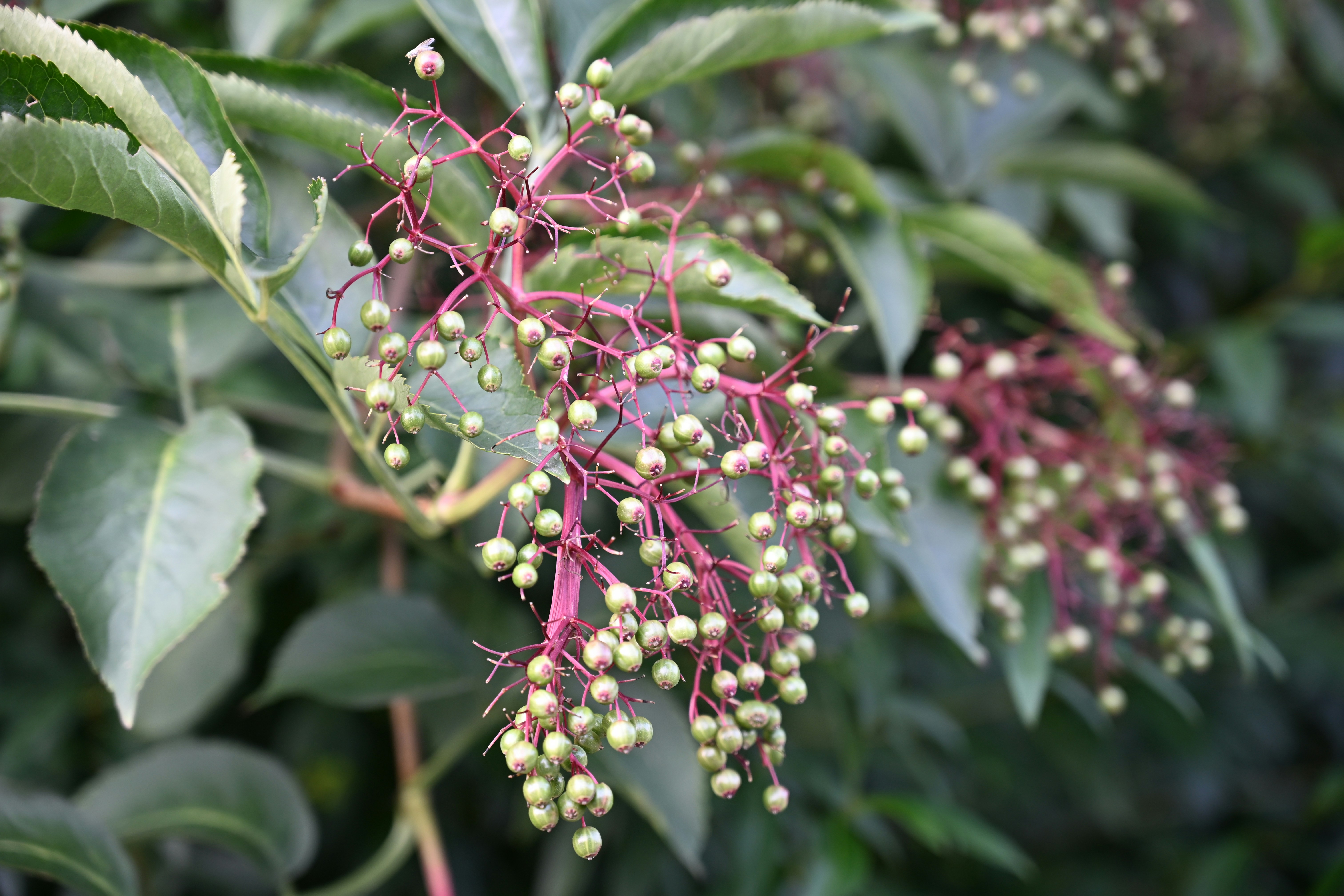 Crimson-Stem Cluster: Tiny Buds on a Pink Soaring Inflorescence