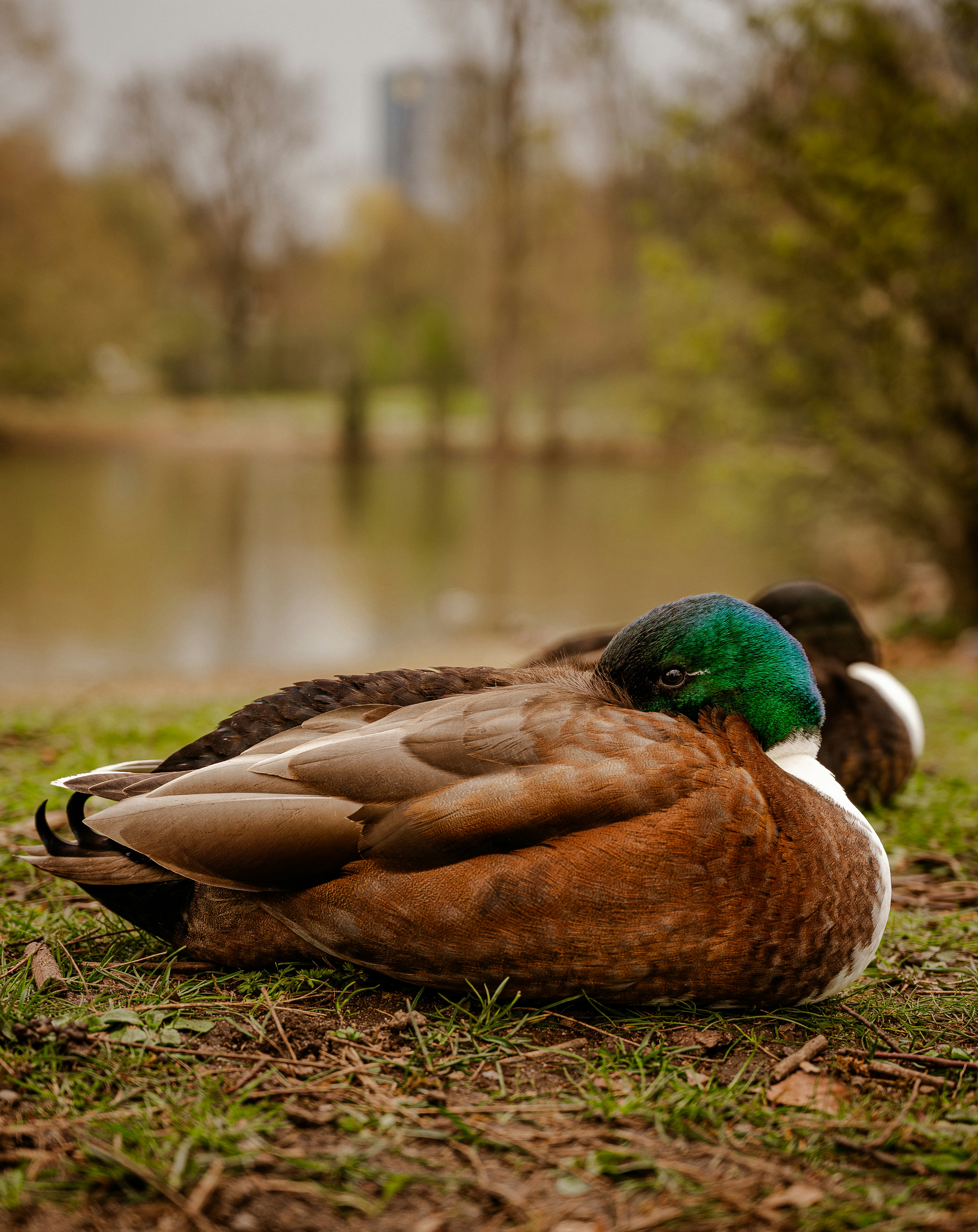 Green-hooded Duck in Quiet Park Shade
