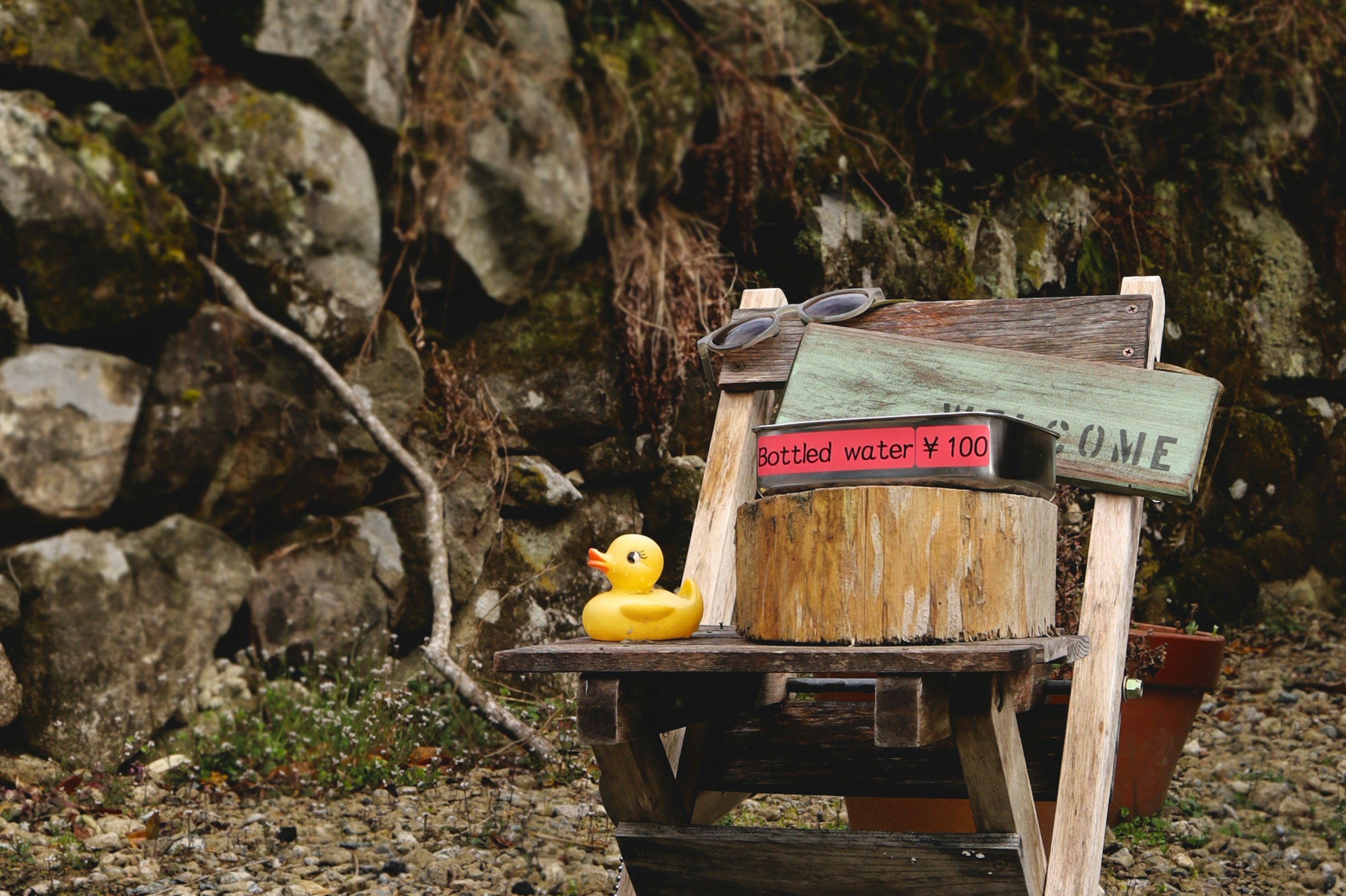 Floating Yellow: A Rubber Duck Kept Watch on a Weathered Bench