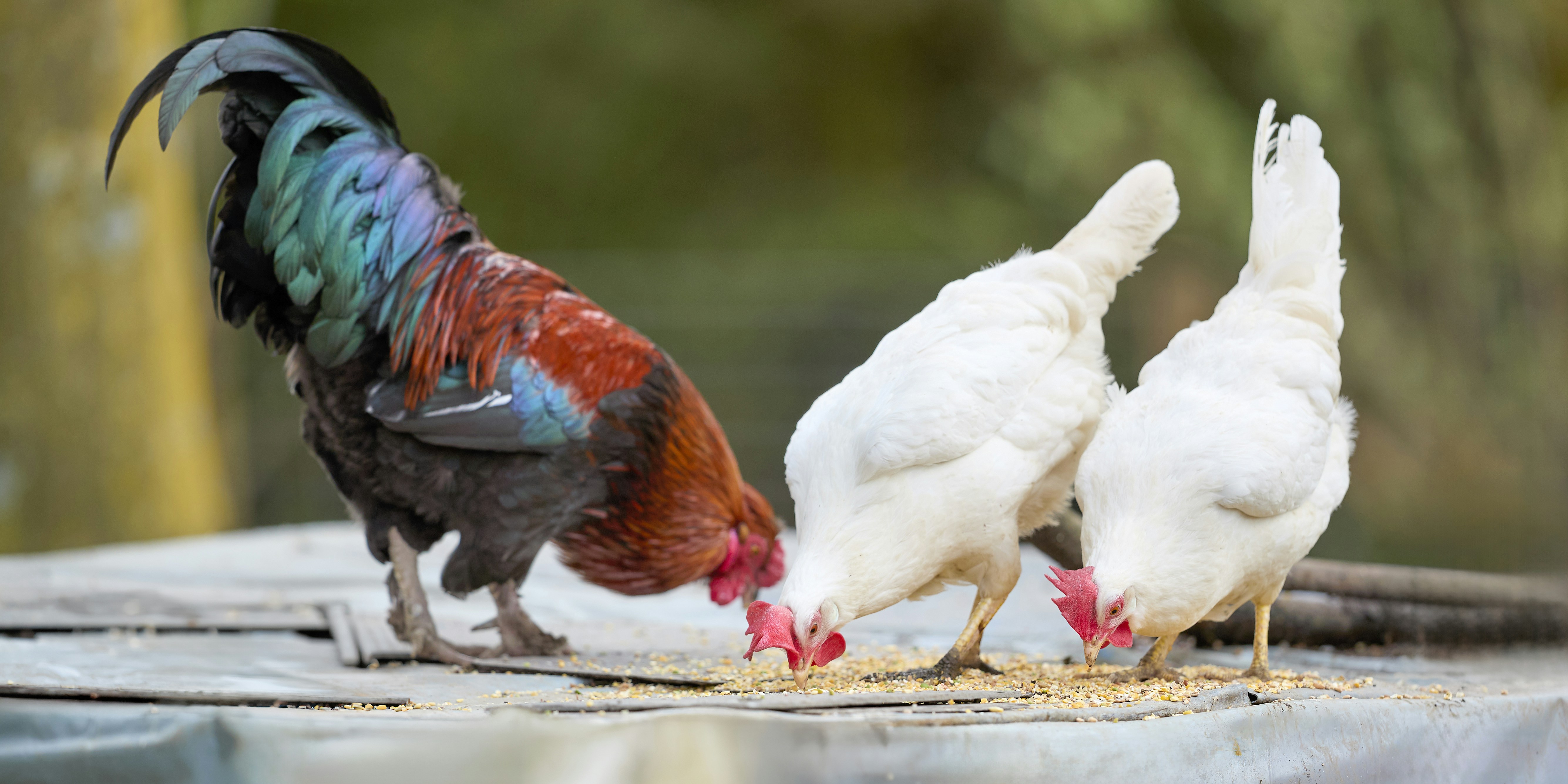 Feathered Foragers: White Hens at a Grain Standoff