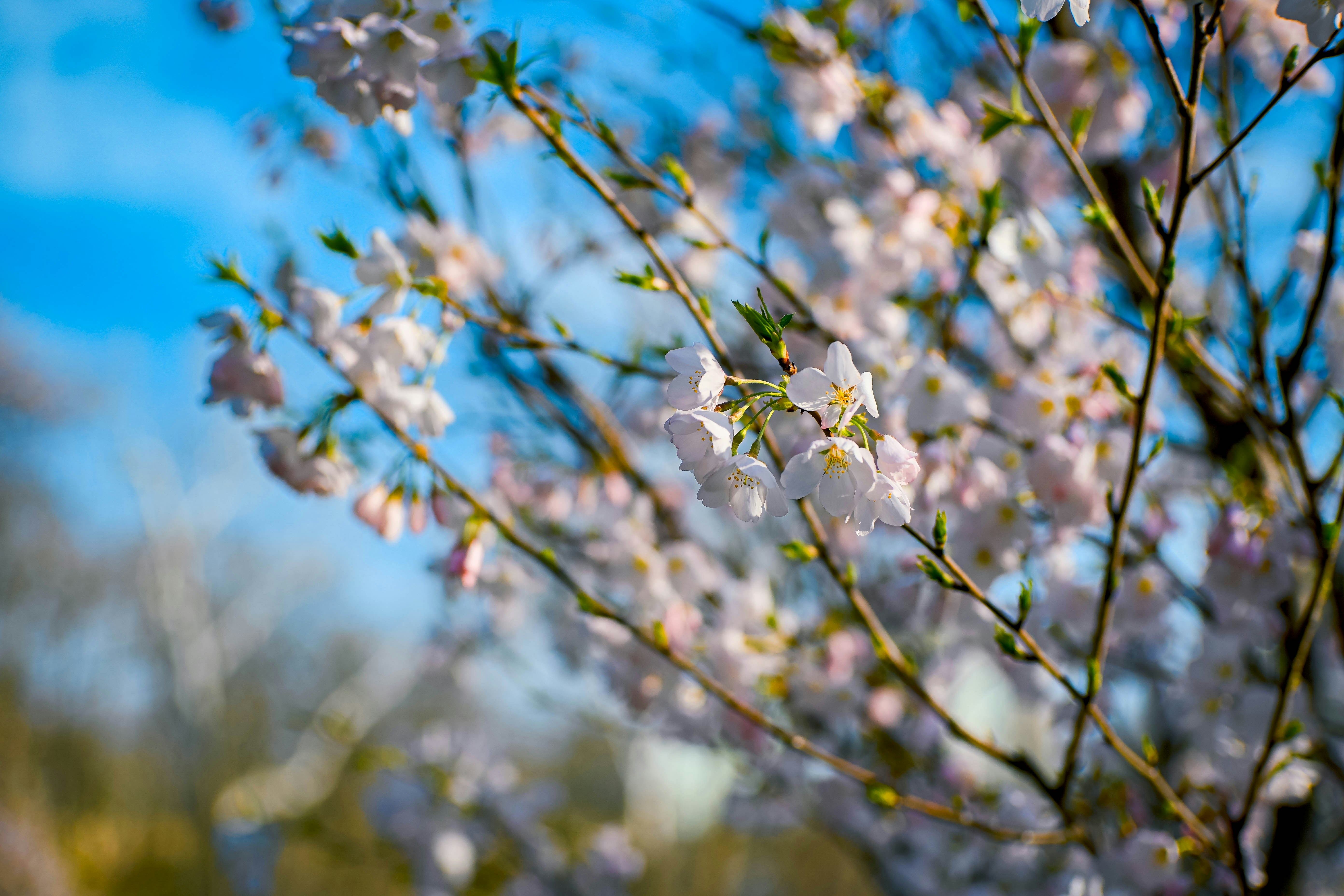 Blossoms in Focus: Delicate White Petals Against a Bright Spring Sky