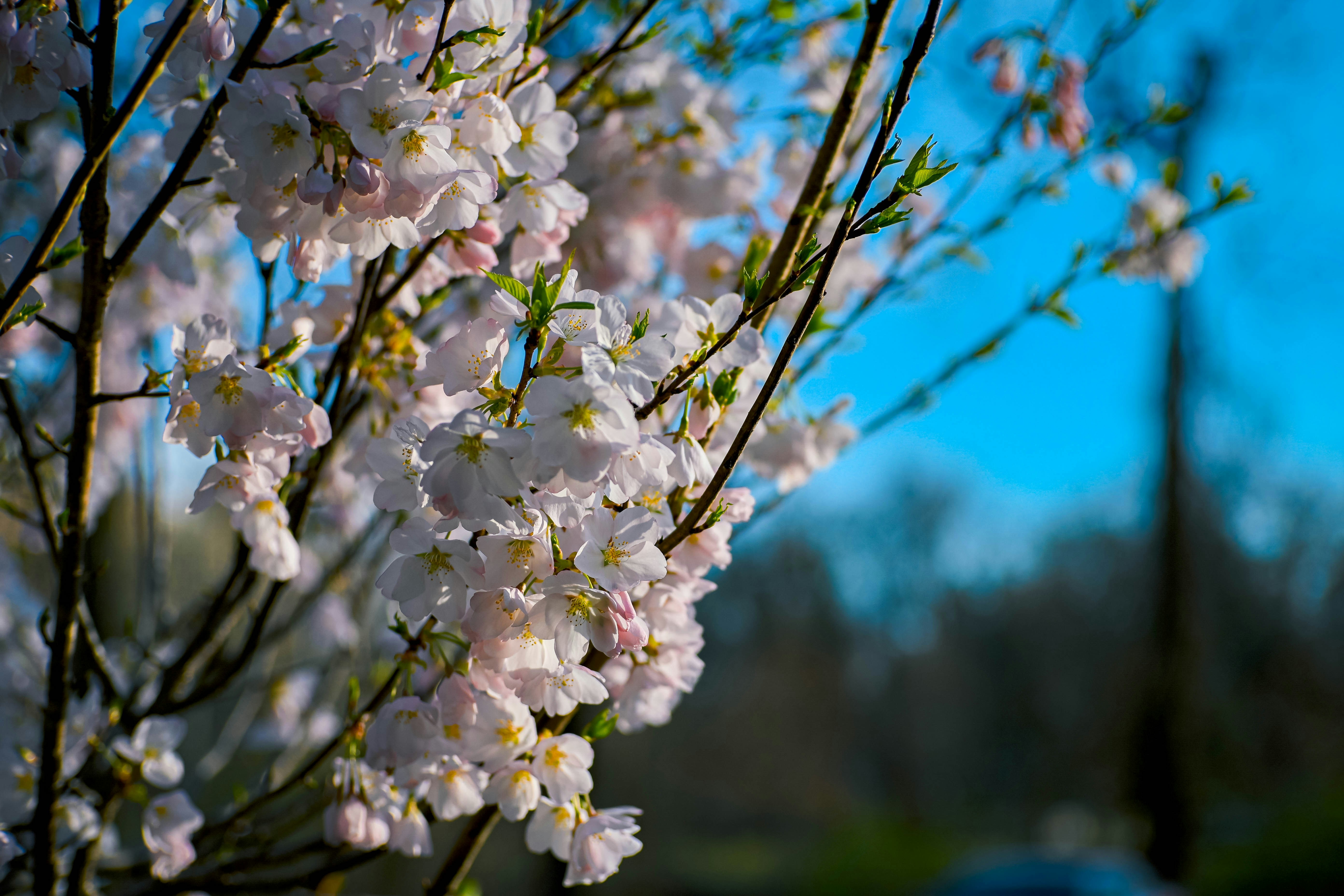 Blossoms in Focus: Soft Spring Lights against a Cerulean Sky