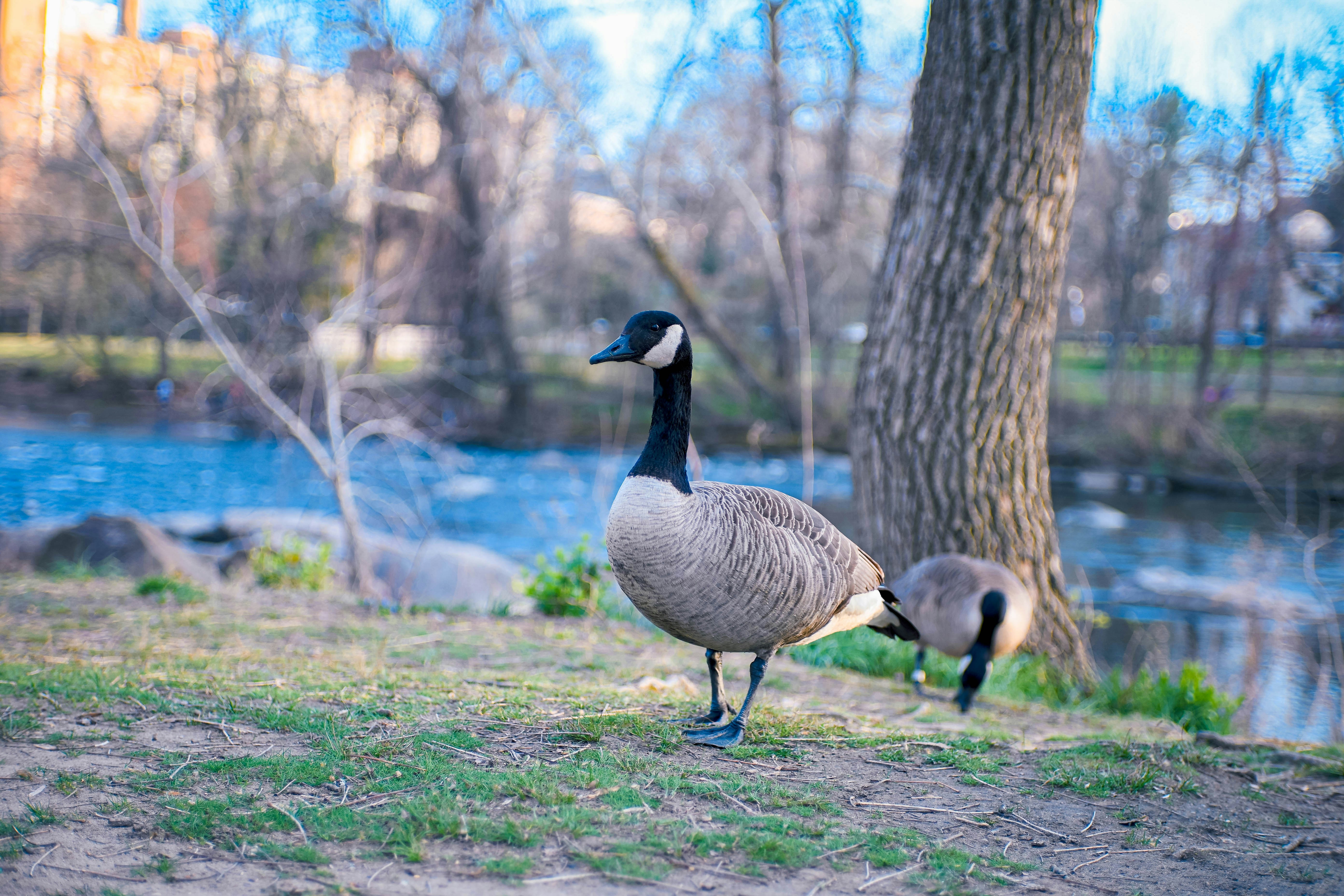 Canada Goose Standby by the Riverside Spring