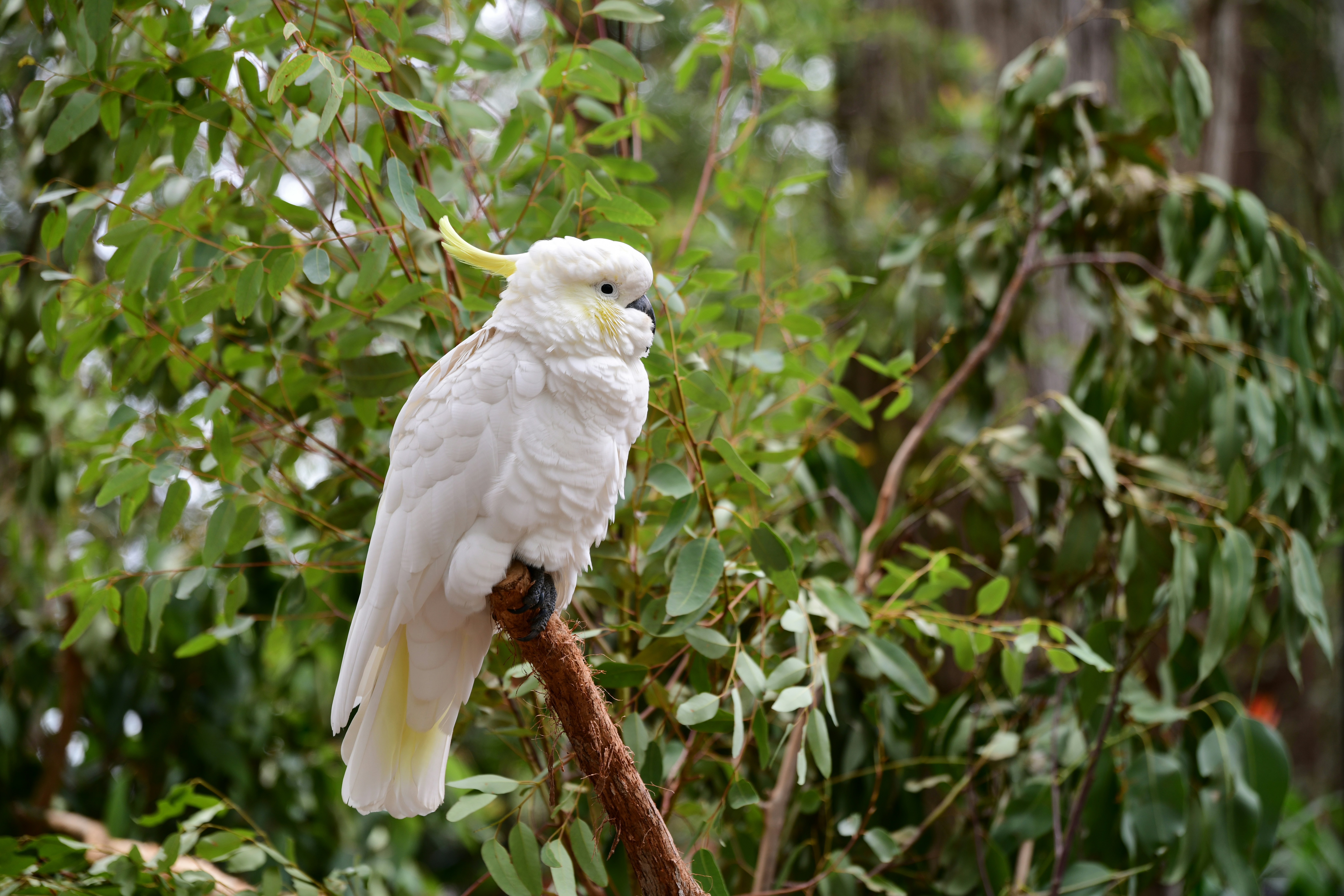 White Parrot on a Branch: Quiet Portrait in a Green Canopy