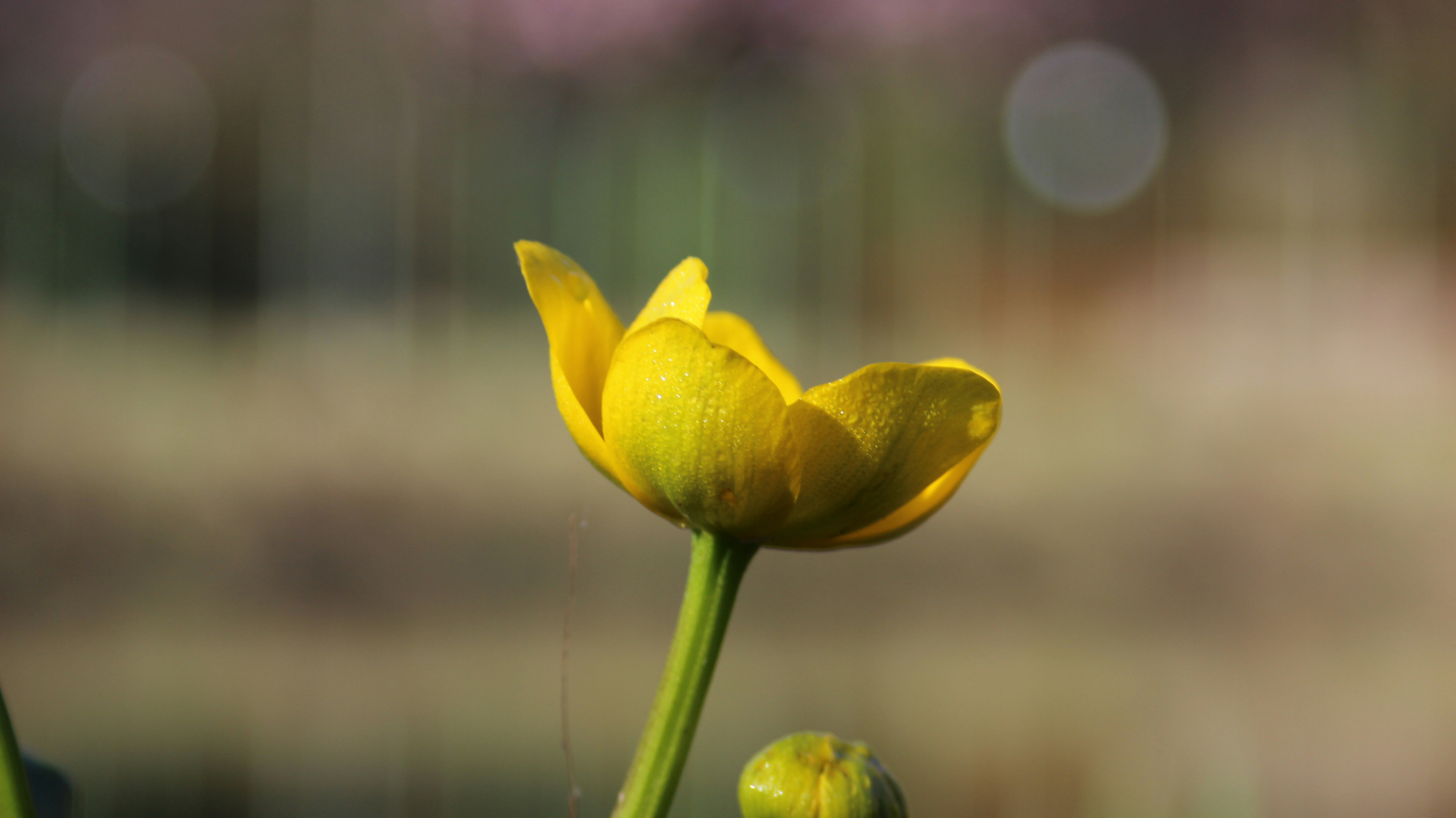 Golden Bloom in Soft Focus