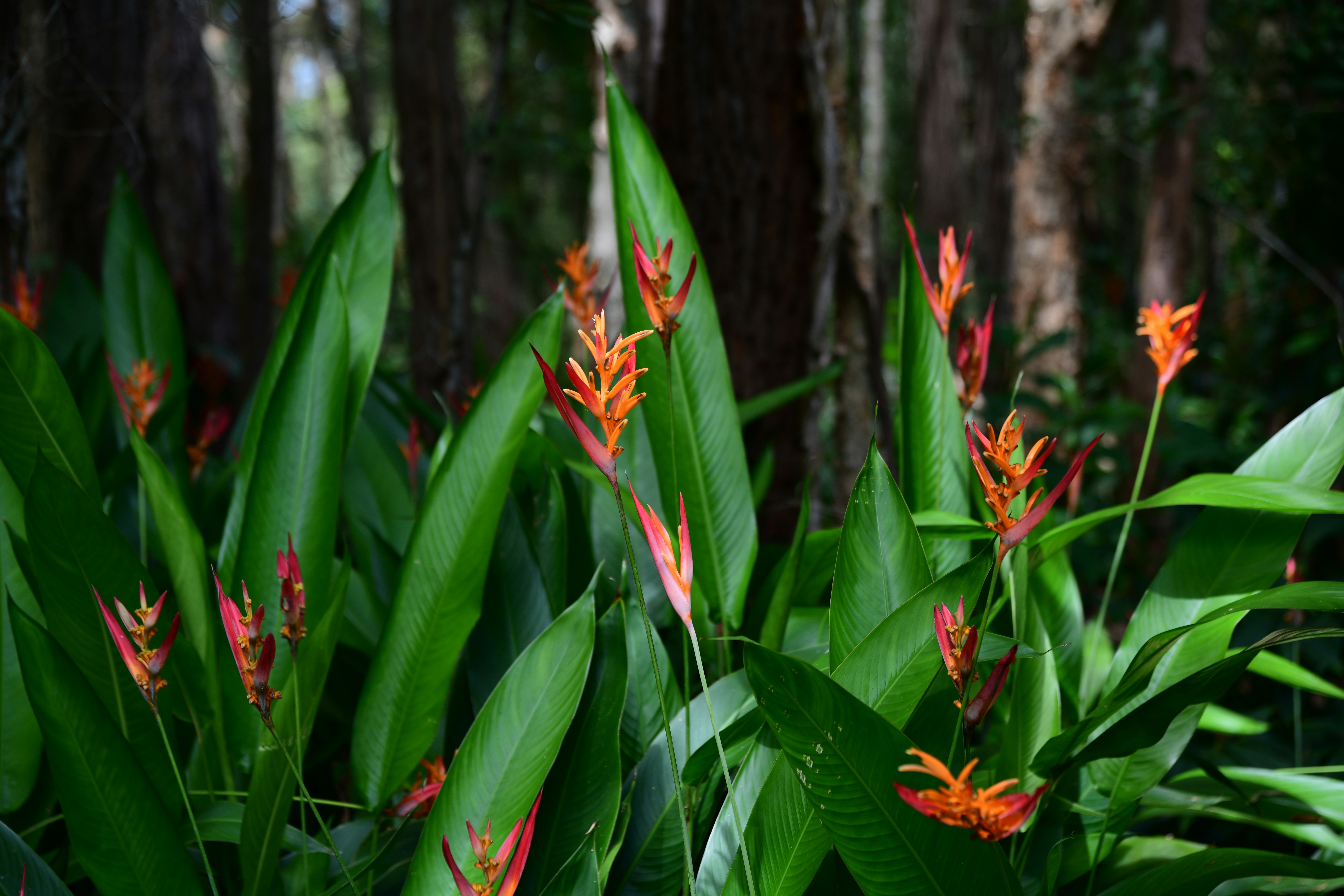 Orange-tipped heliconias among glossy green leaves in a shaded jungle undergrowth