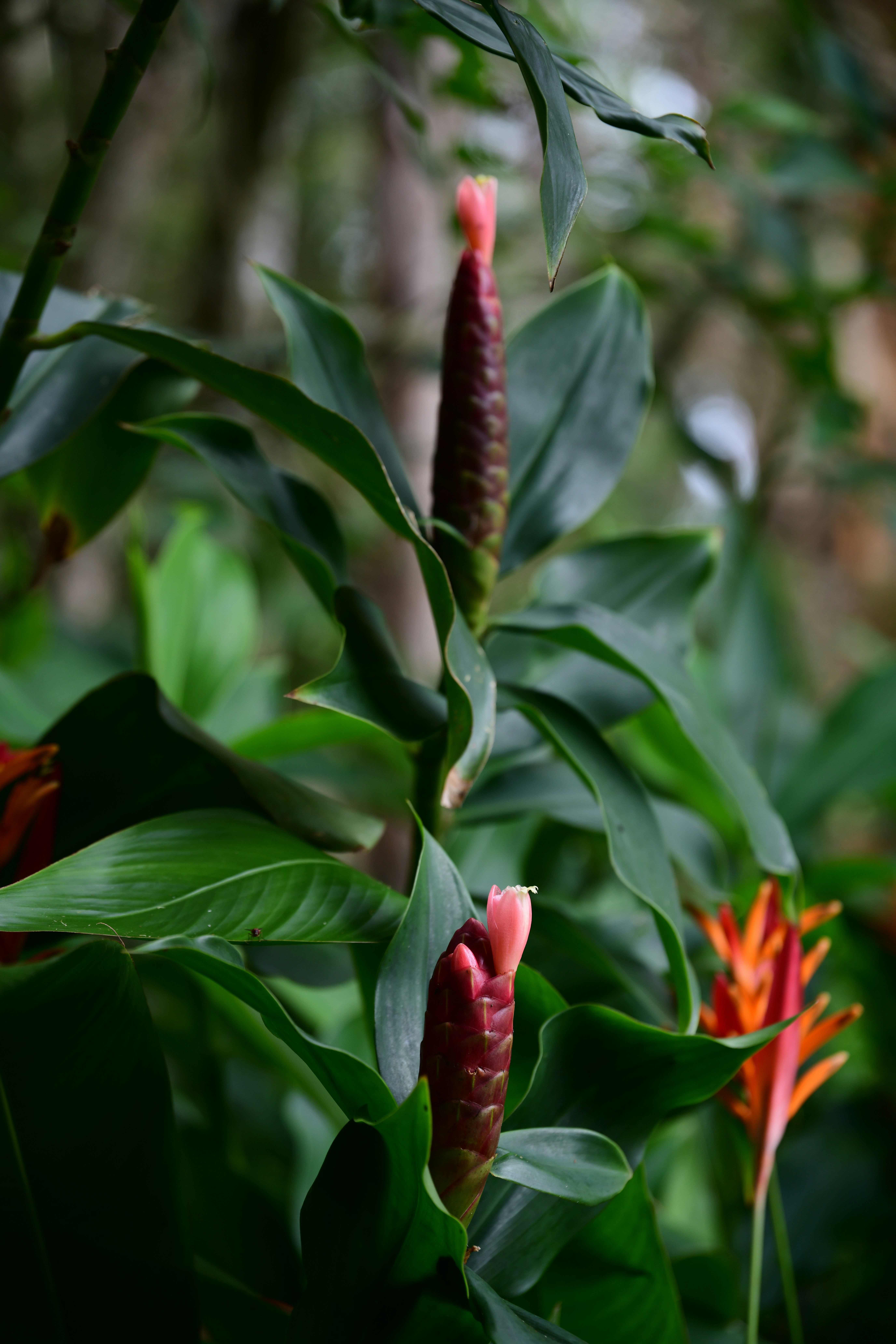 Emerald stalks and coral buds: a close encounter with tropical blooms