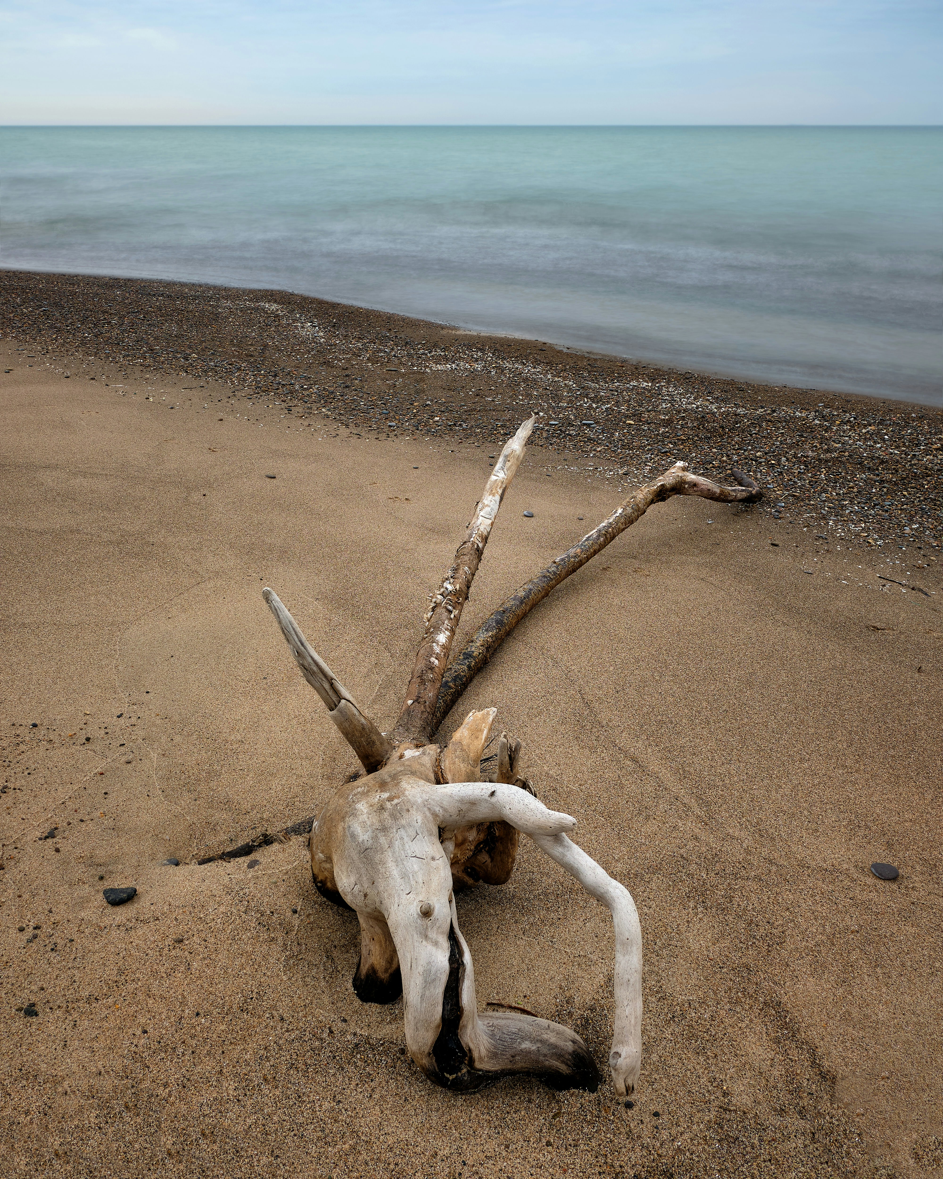 Drifted Sentinel: A Weathered Driftwood Sentinel on Quiet Shore