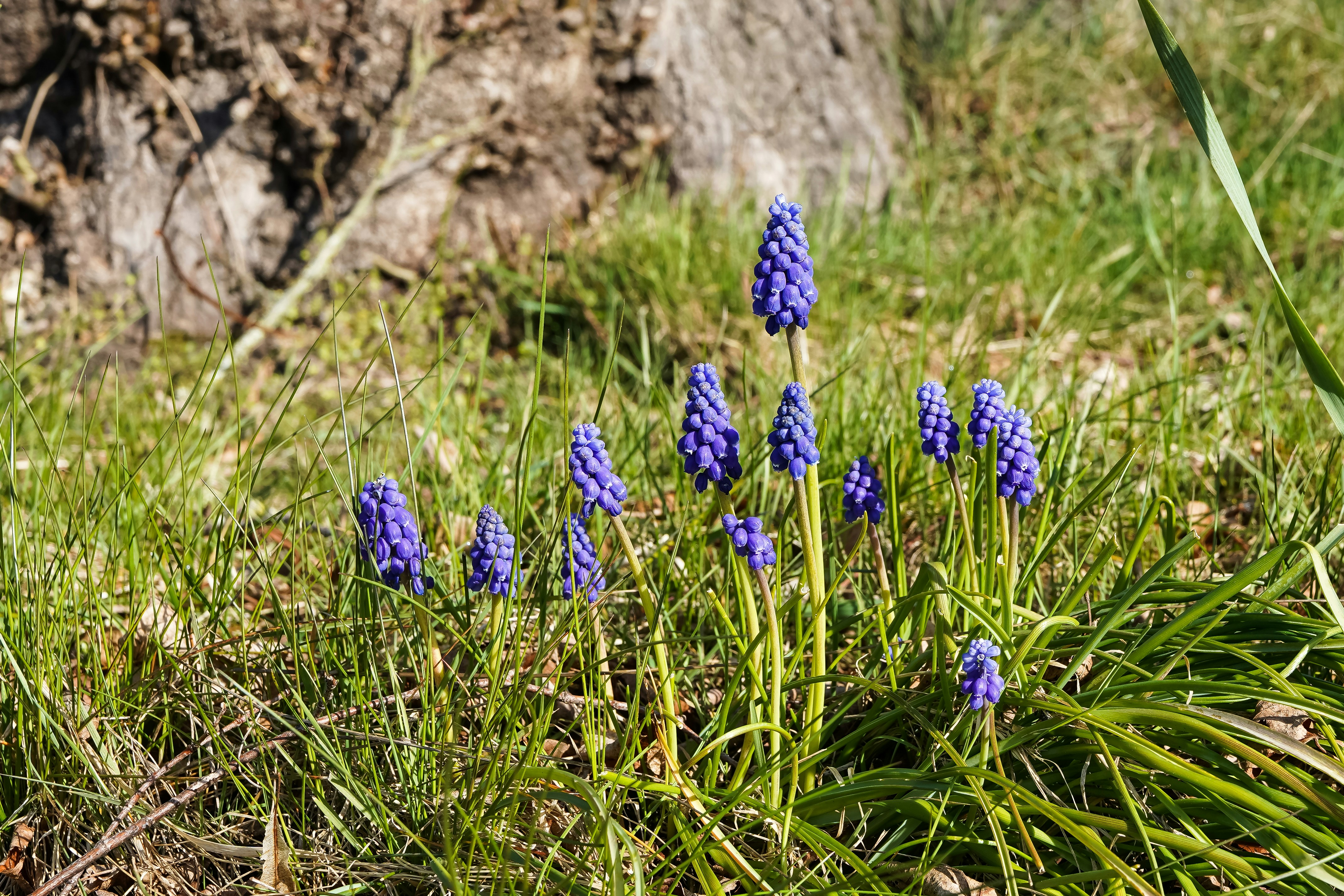 Bunch of blue grape-hose flowers in a sunlit grassy patch