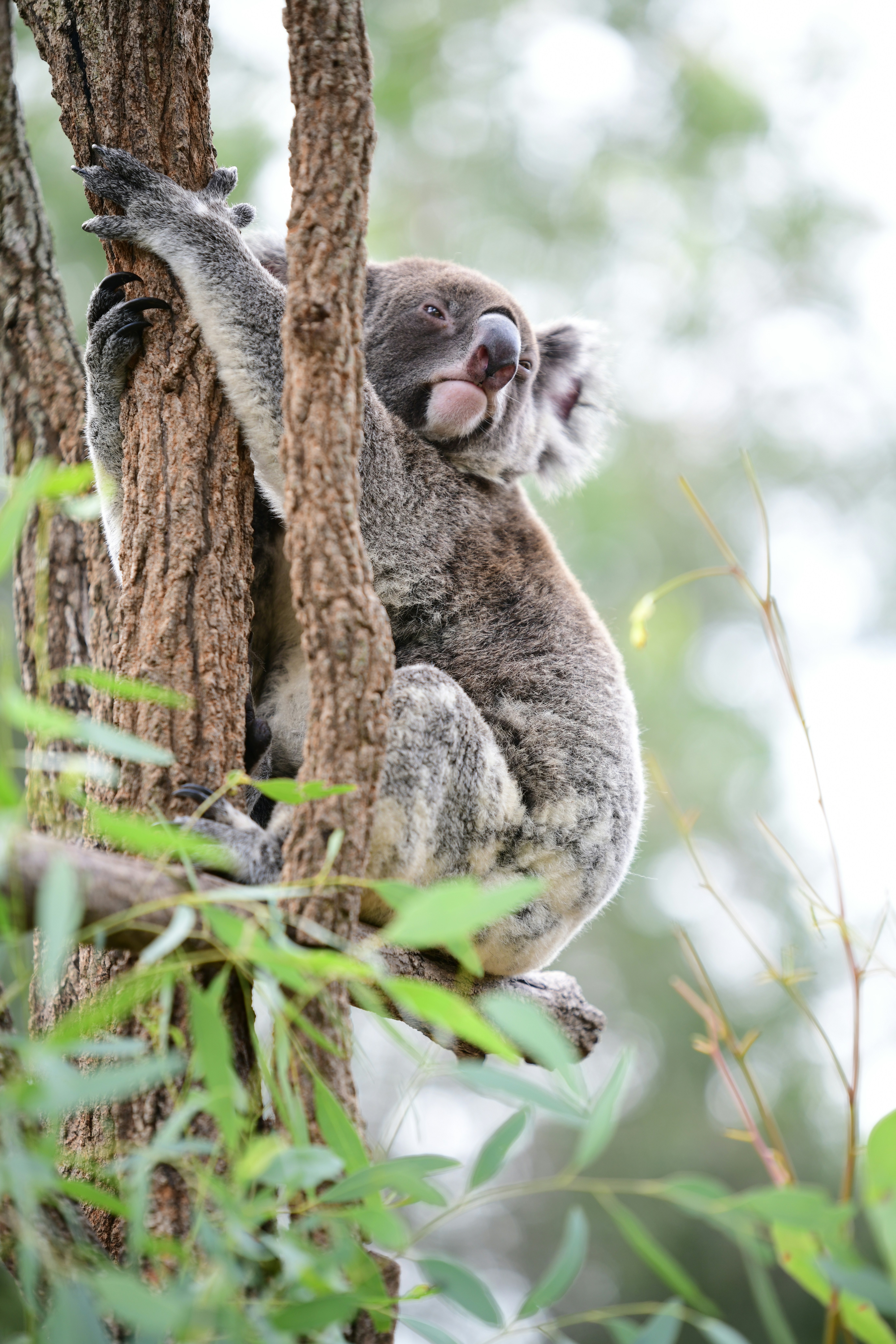 Clinging to the Tree: A Slow Moment in the Canopy