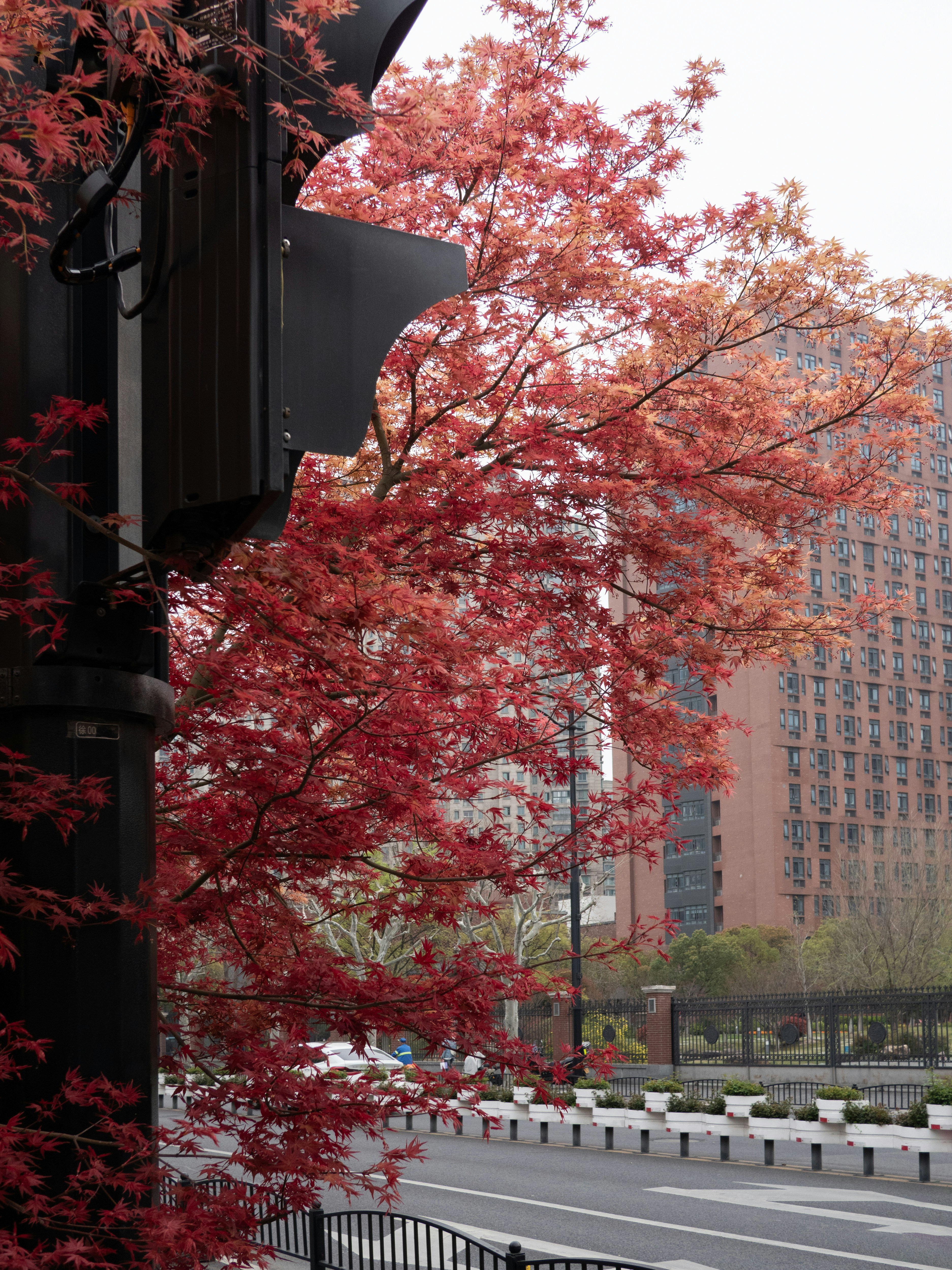Autumn Ruby Rails — A Vivid Street Corner Framed by Red Maple