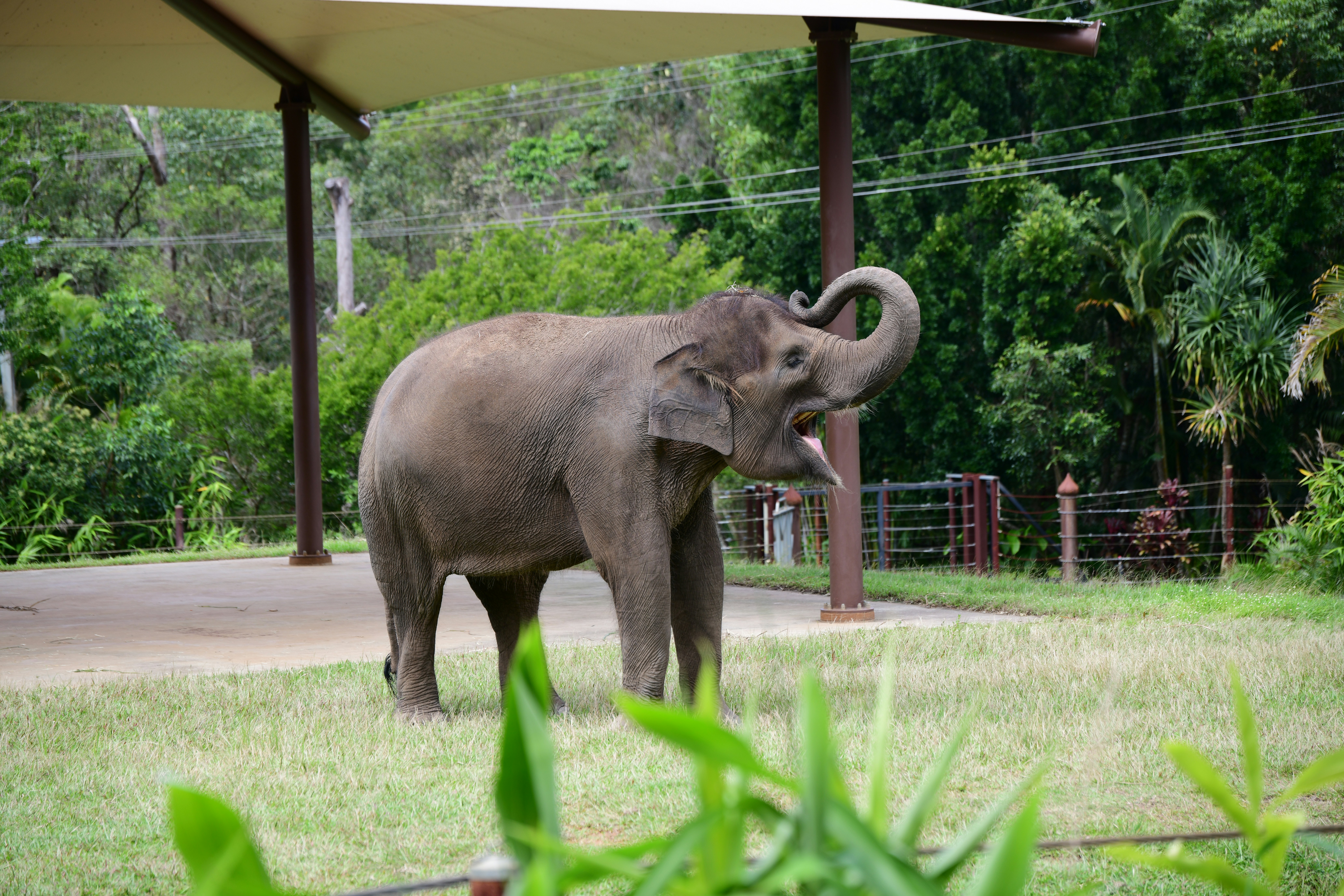 Curious Giant in a Green Resting Ground