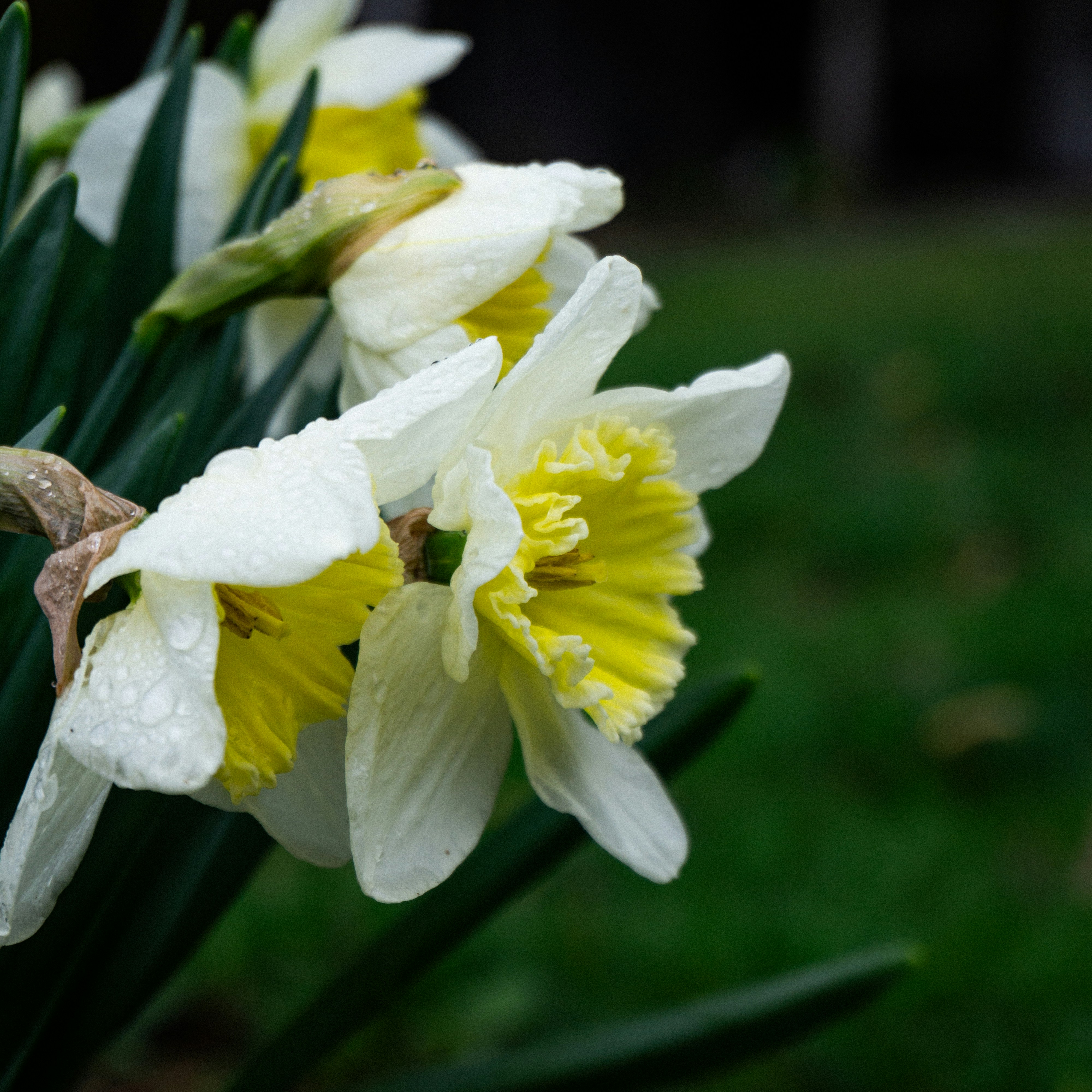 Close-up of white daffodils with yellow centers in soft garden light