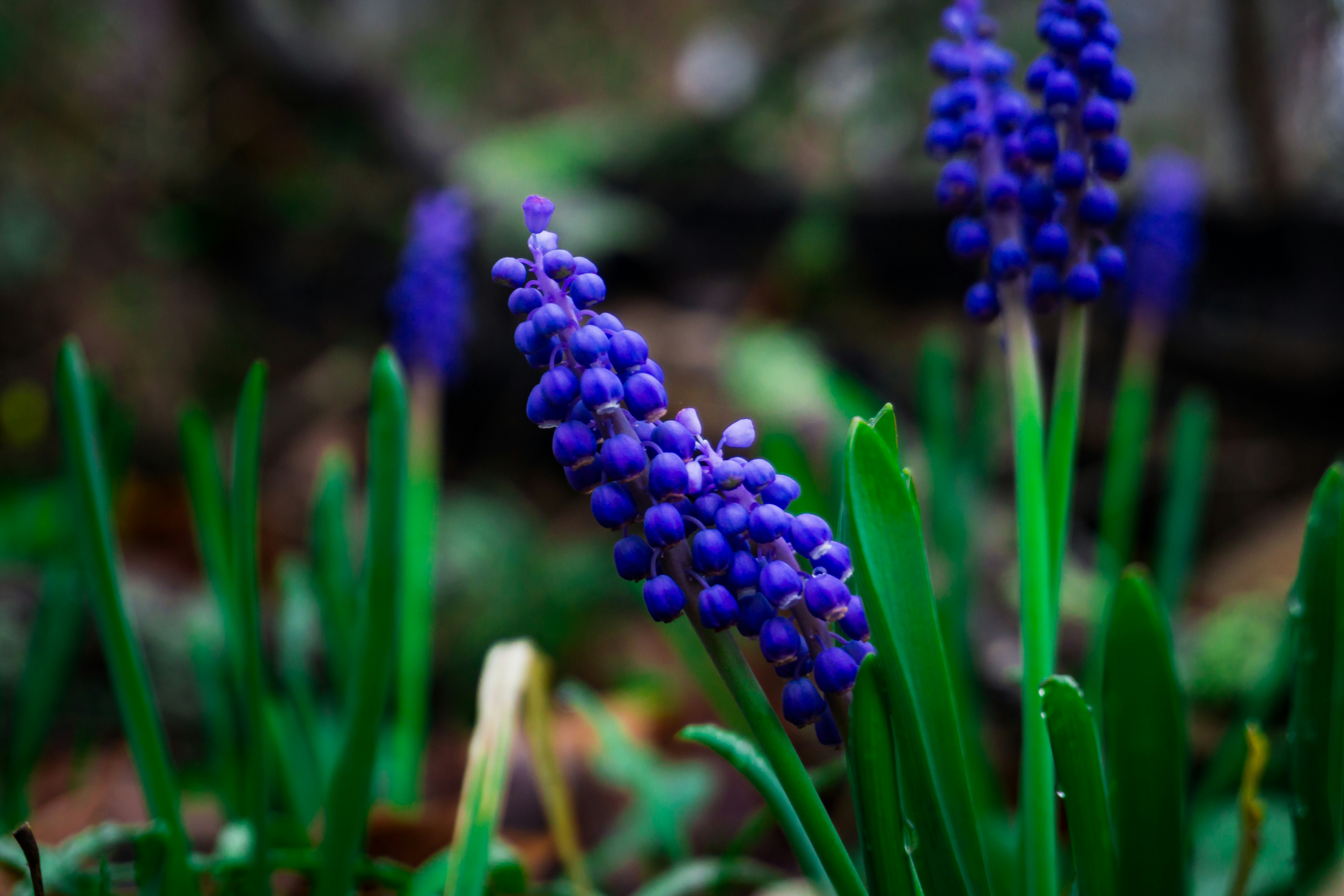 Violet Gatekeepers: Close-Up of Spring Lupines