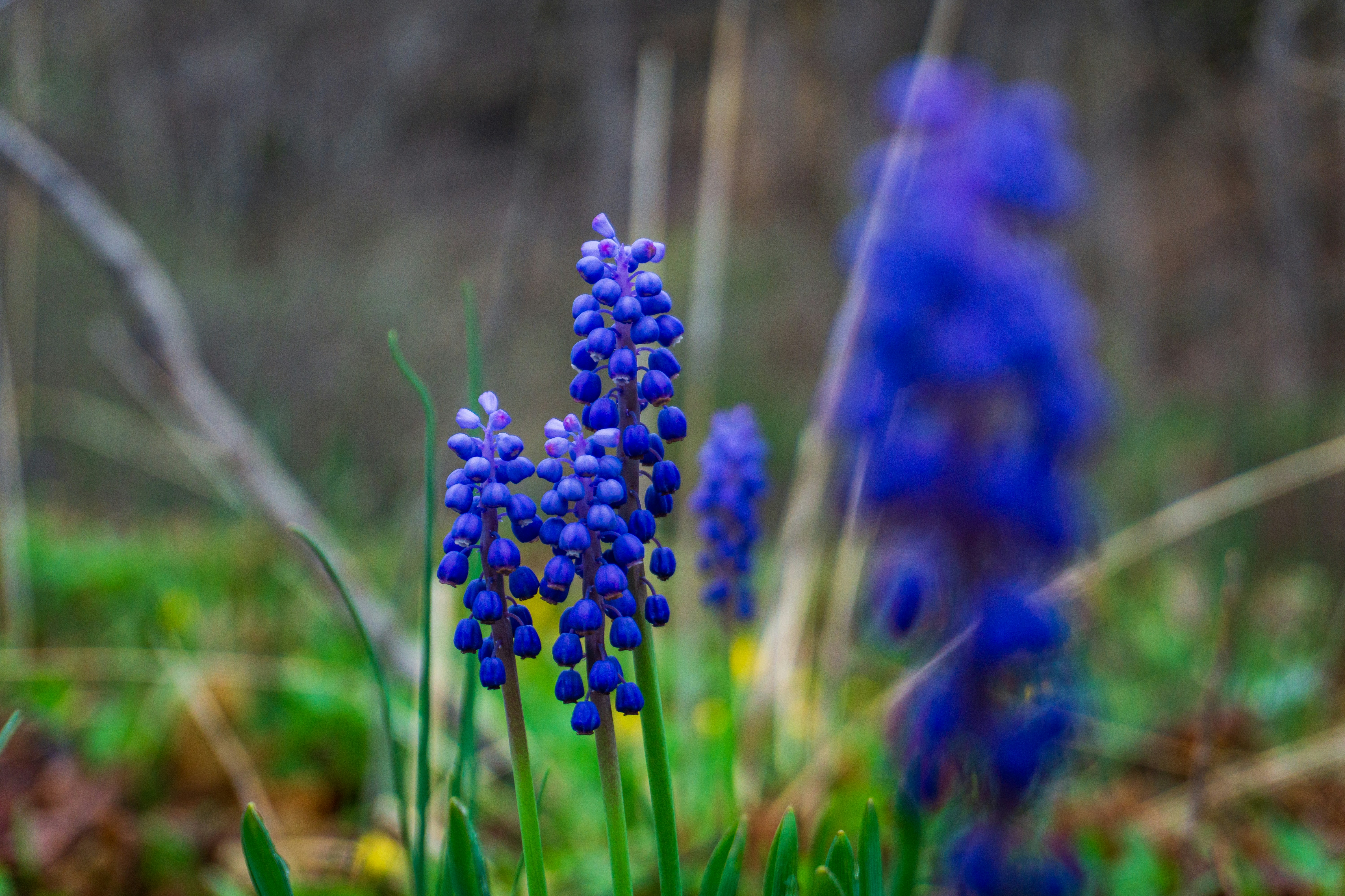Purple Spike: A Spear of Color in a Quiet Meadow