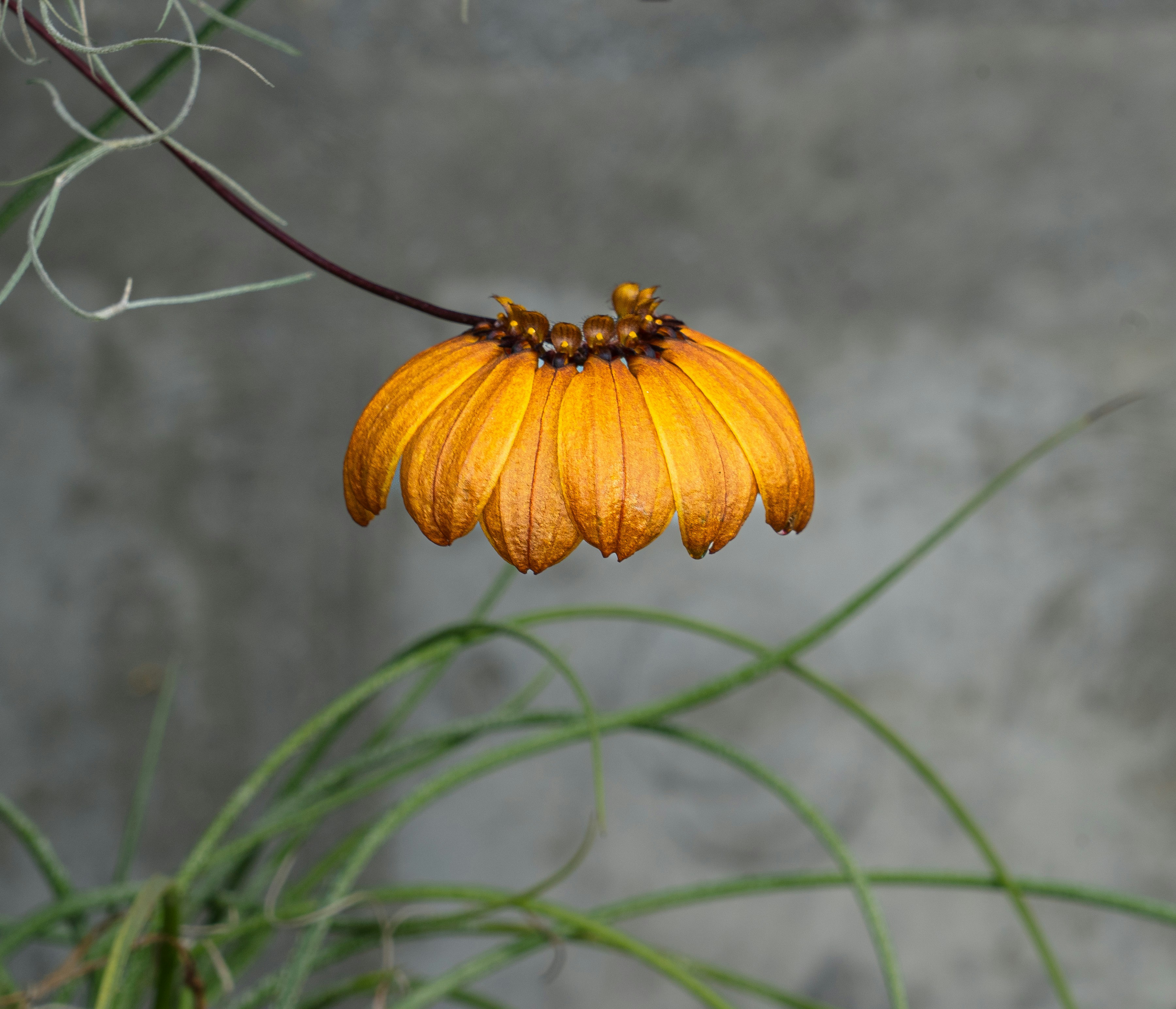 Withering Bloom: a solitary orange daisy hanging in a gray backdrop