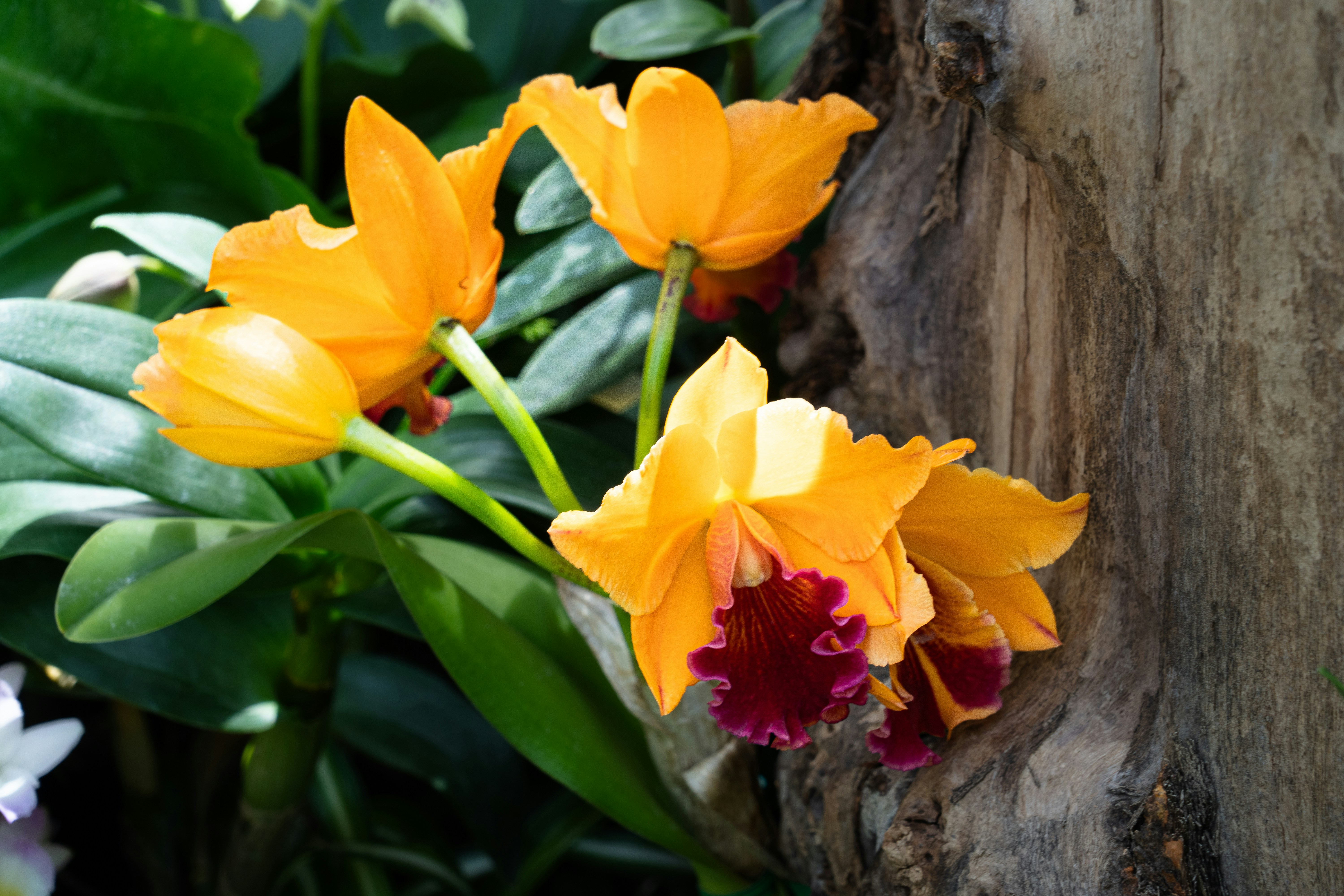 Sunlit Orange Tulips Nestled by Weathered Wood