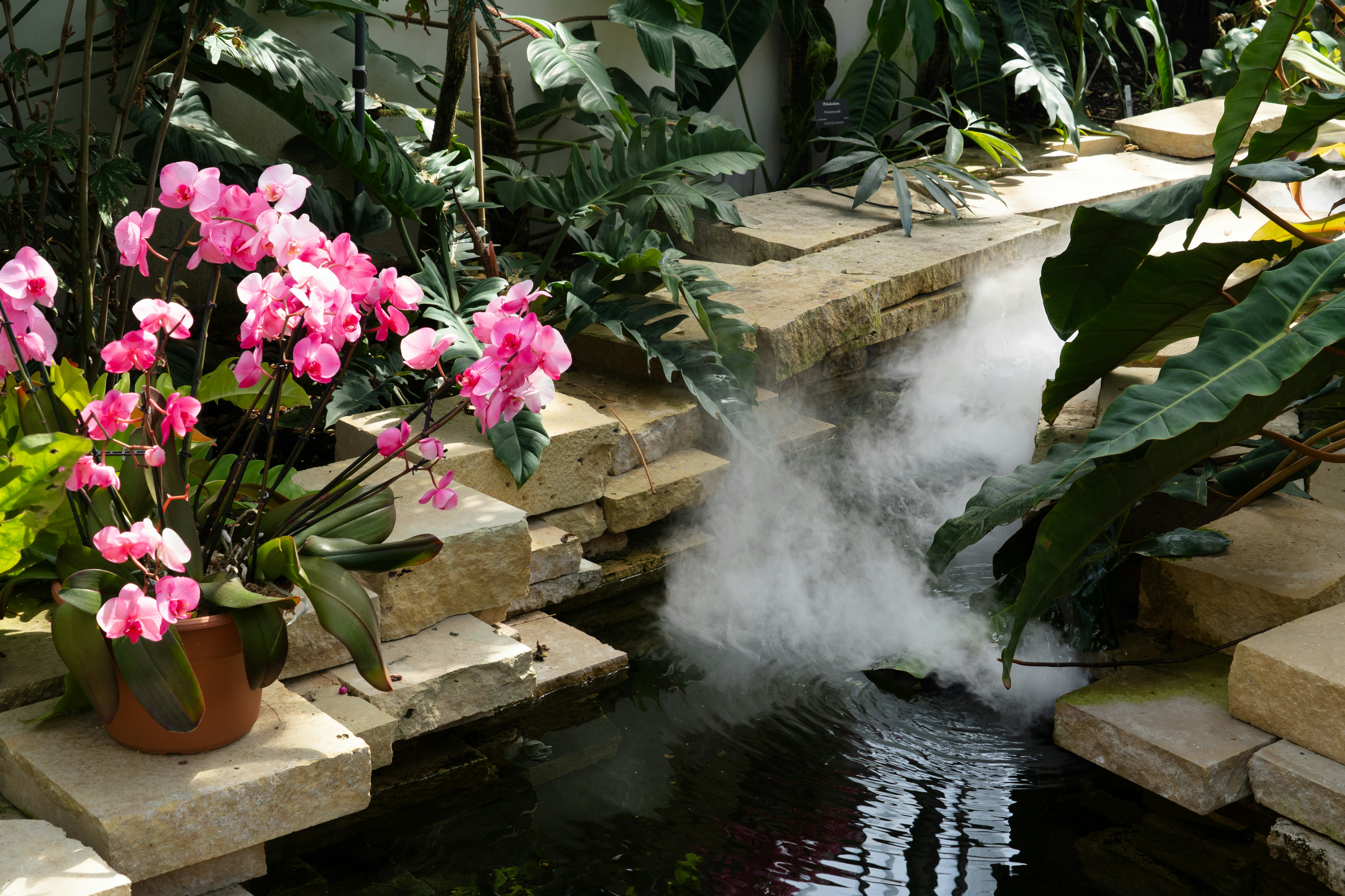 Steam over Stones: tranquil garden pool framed by pink blossoms