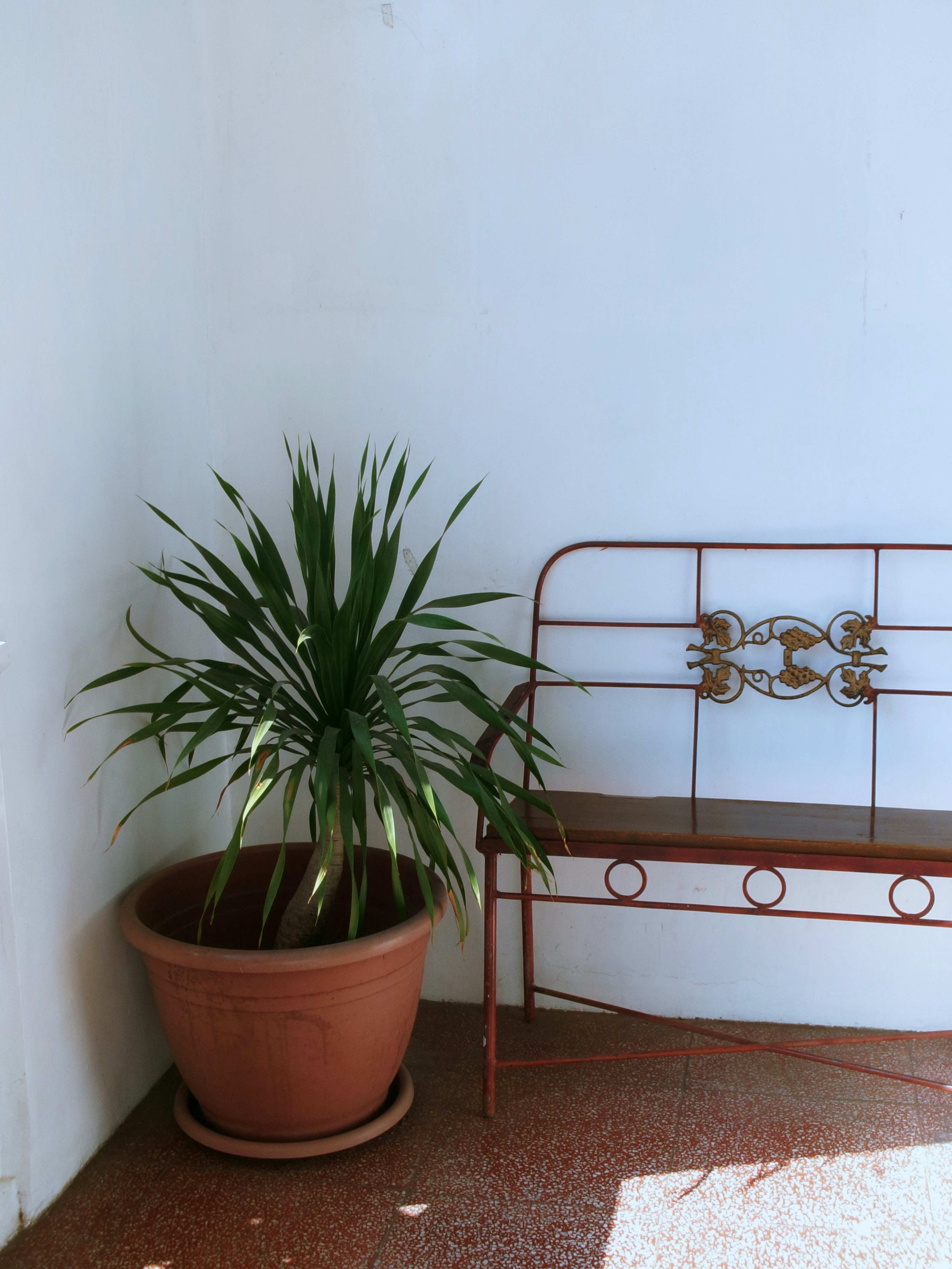 Sunlit Corner with Potted Plant beside a Rusted Bench