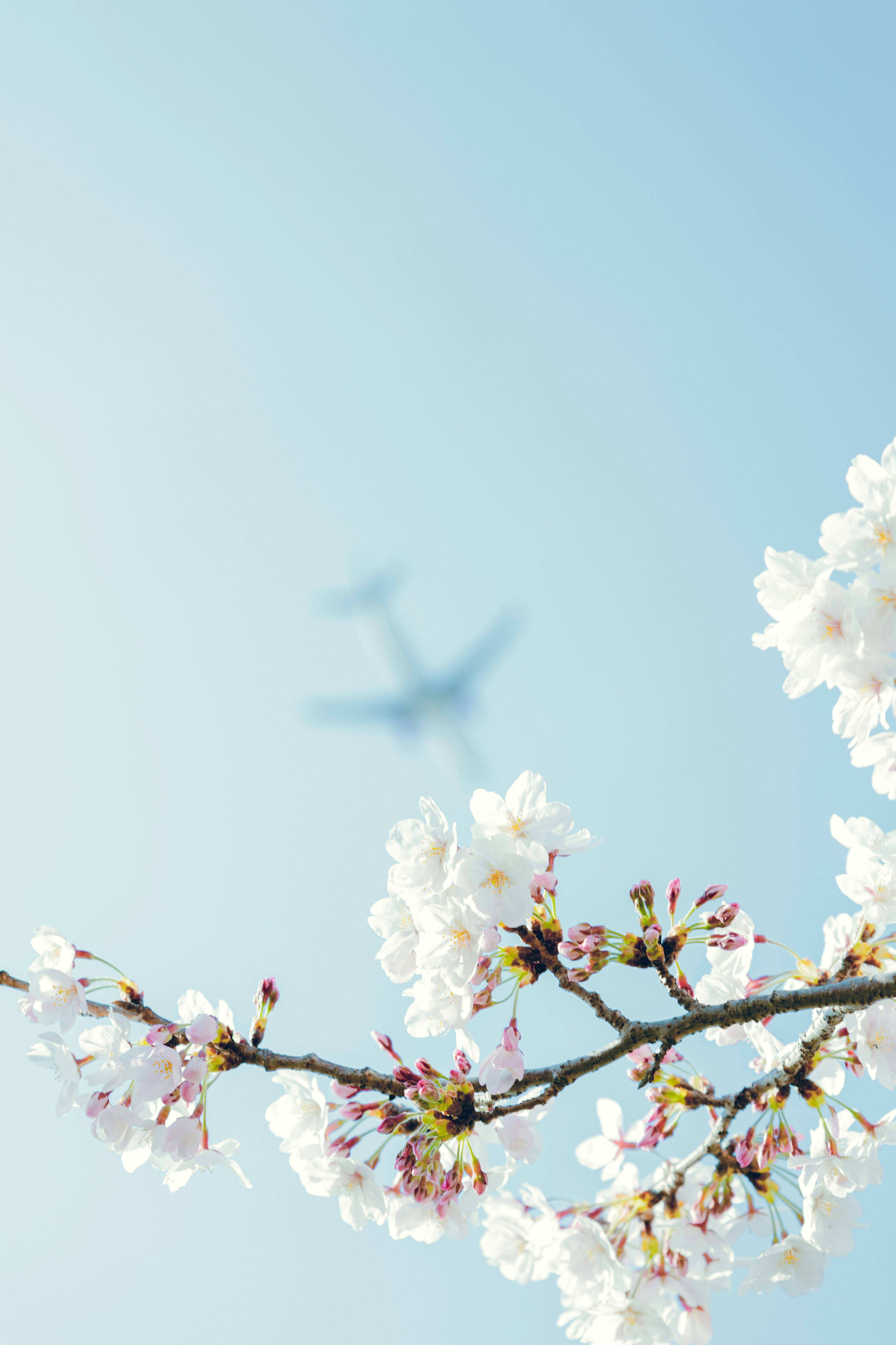 Blossoms in Focus, Skyline in Soft Blur