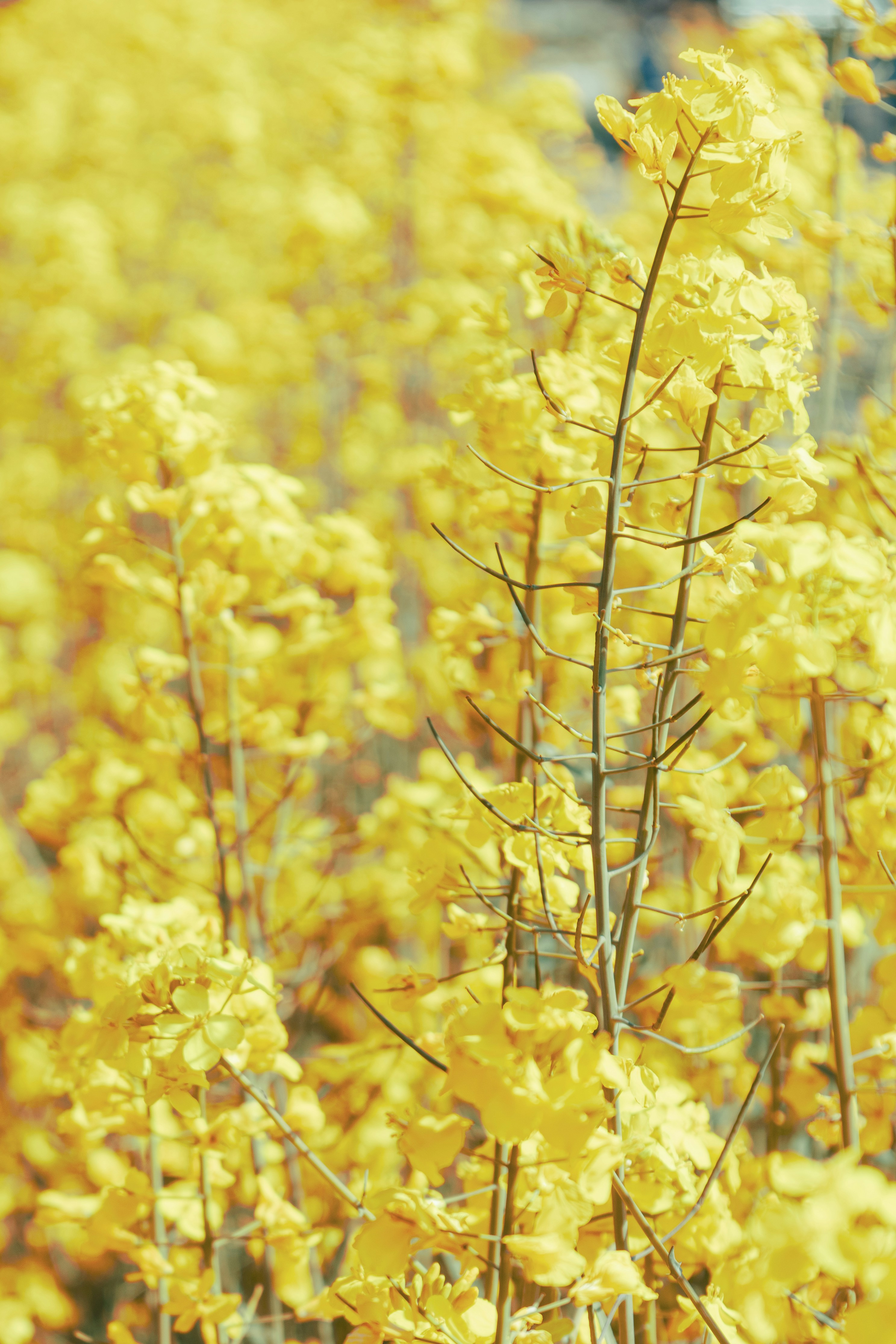 Golden Canopy: A Field of Sunlit Mustards in Bloom
