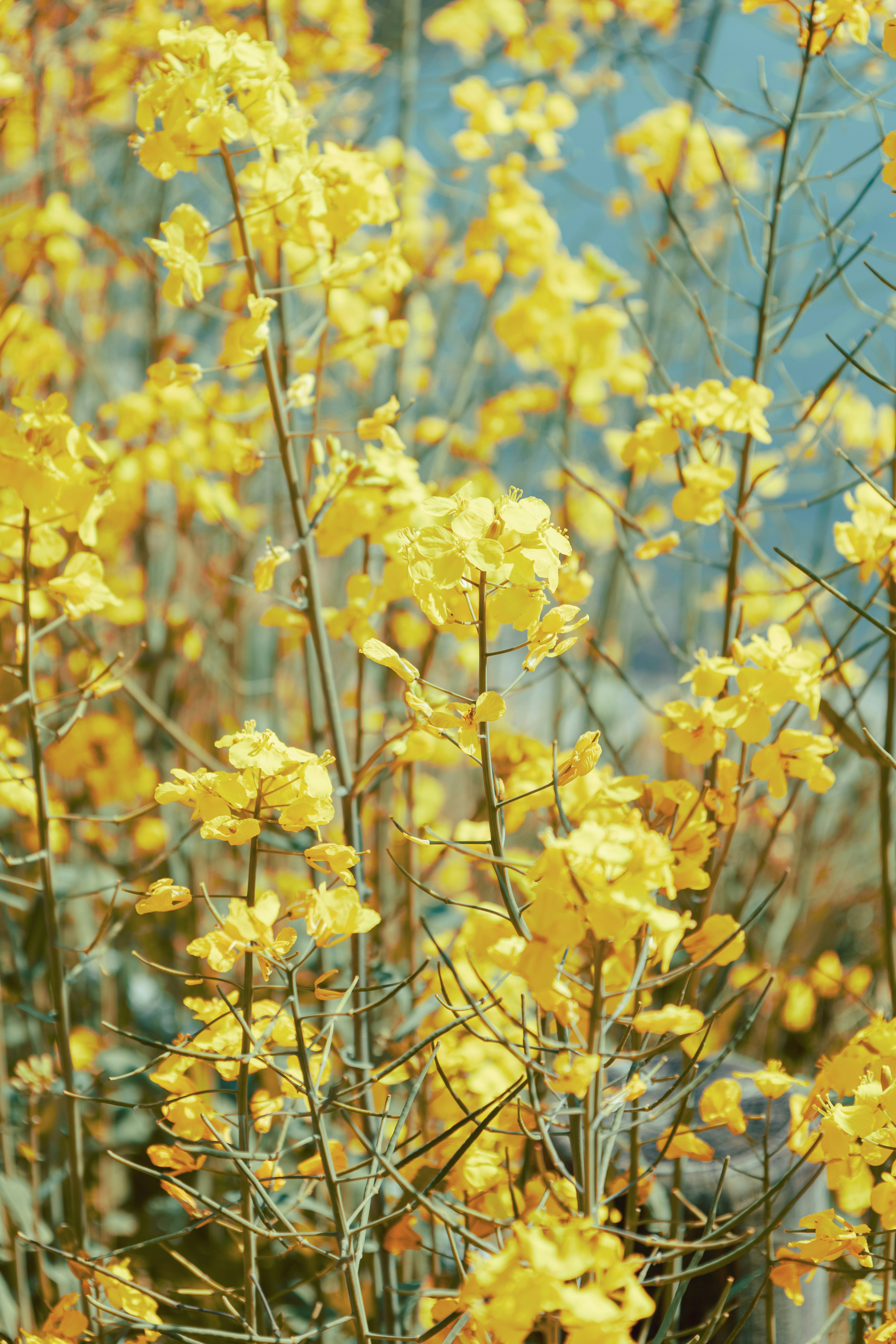 Golden Canopy: Spring Scrim of Forsythia