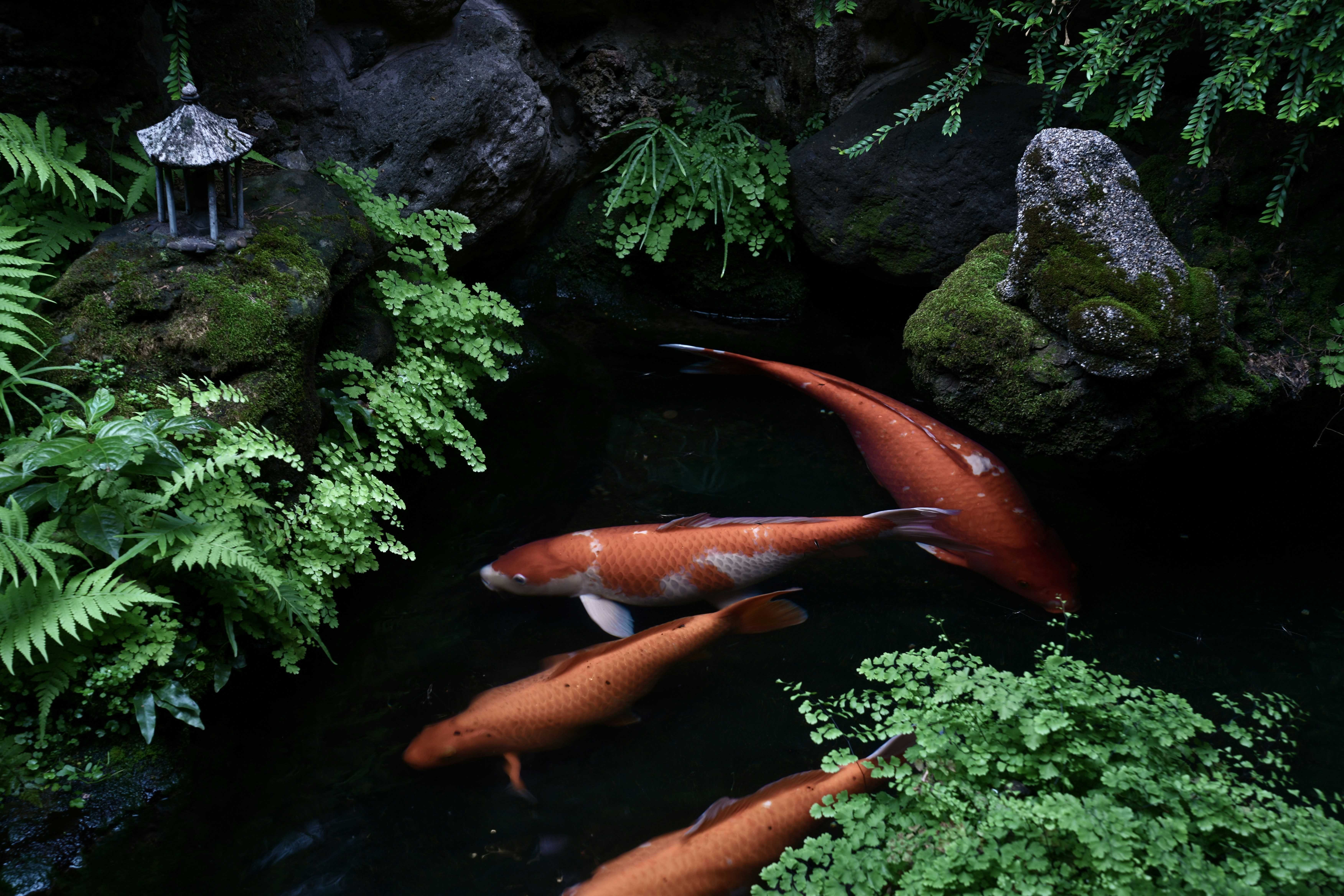 Koi Crescendo: Orange Slips Through a Quiet Water Garden