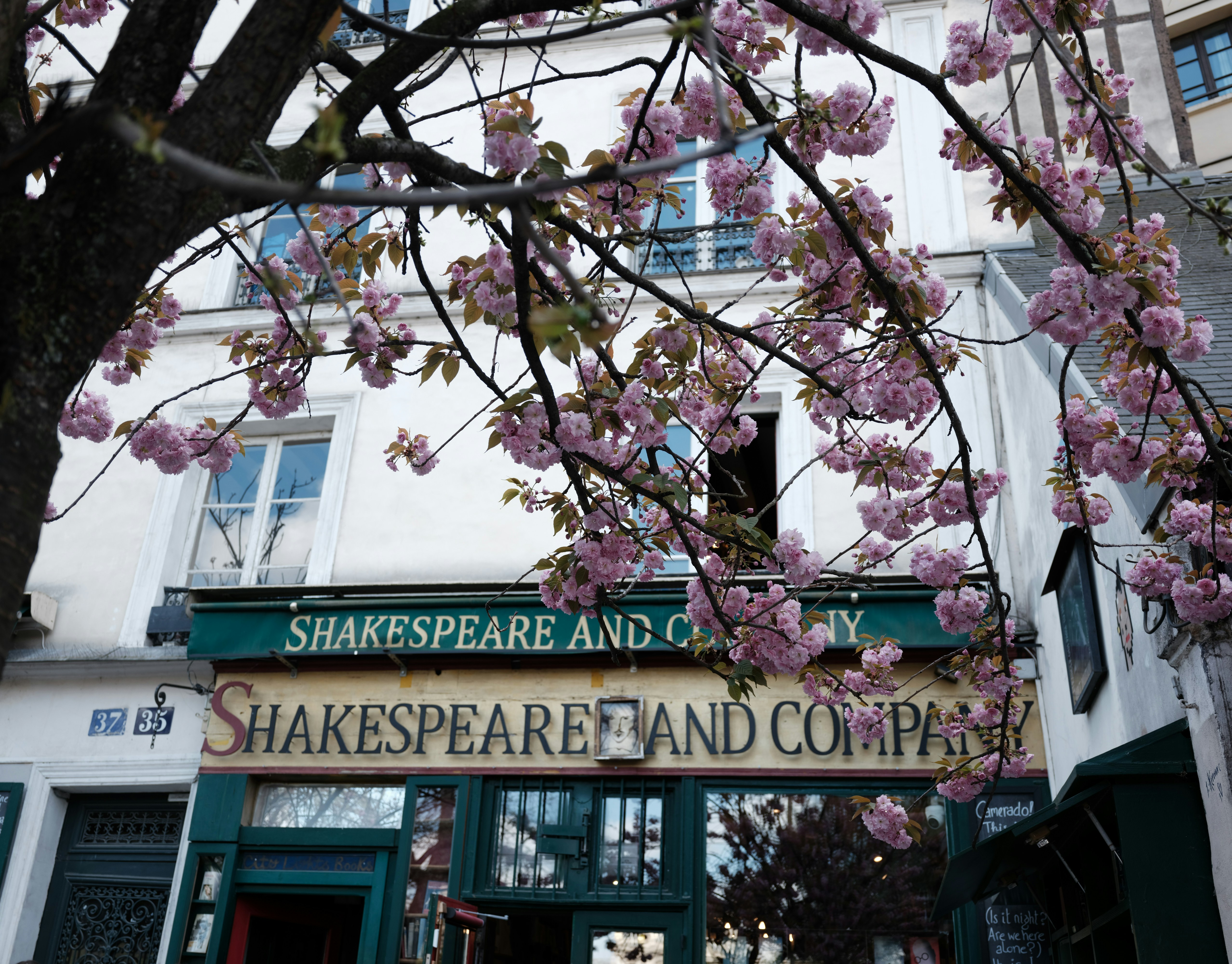 Blossoms Over Shakespeare Lane