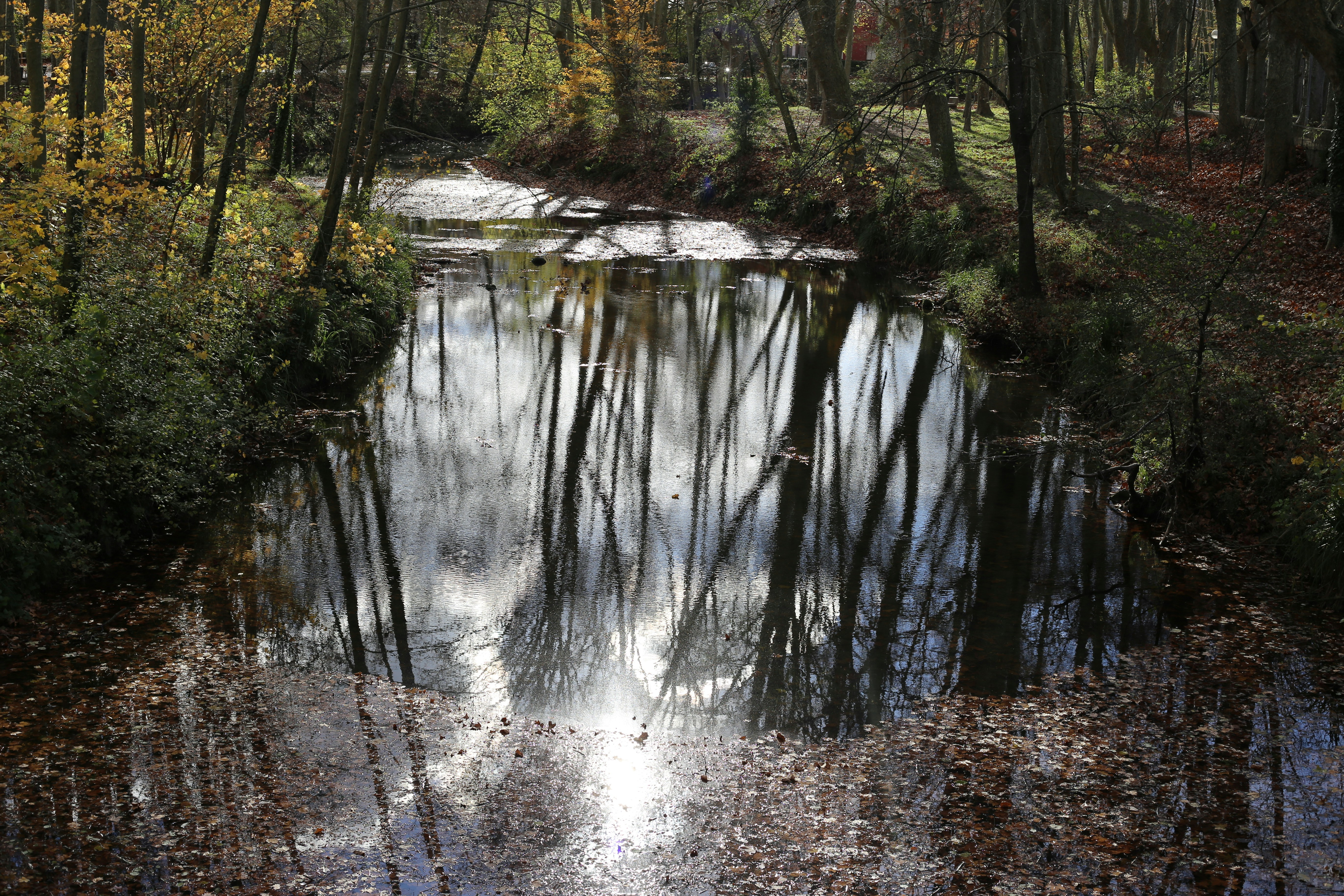 Reflections in a Quiet Forest Pool