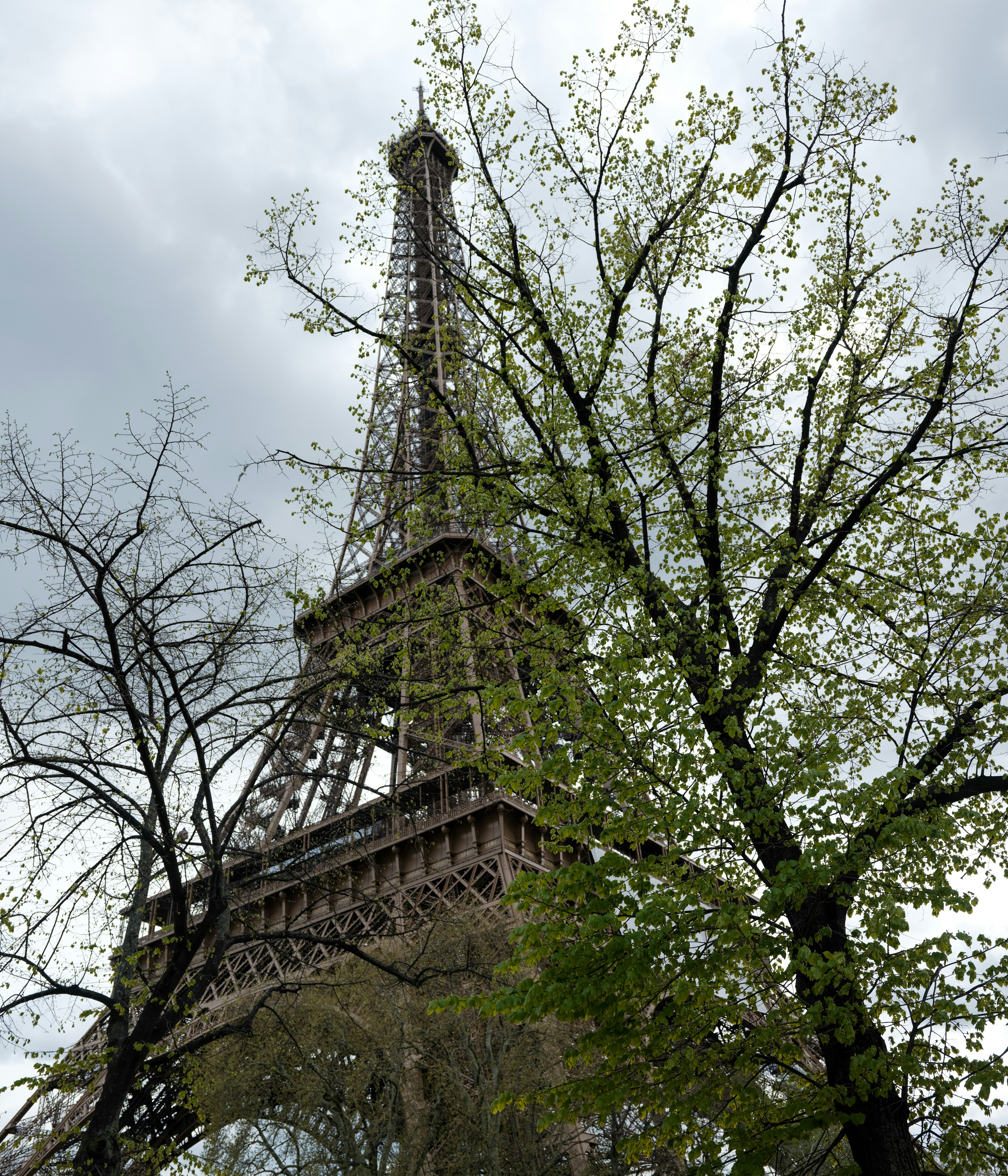 Eiffel Tower Silhouette Behind Spring Foliage
