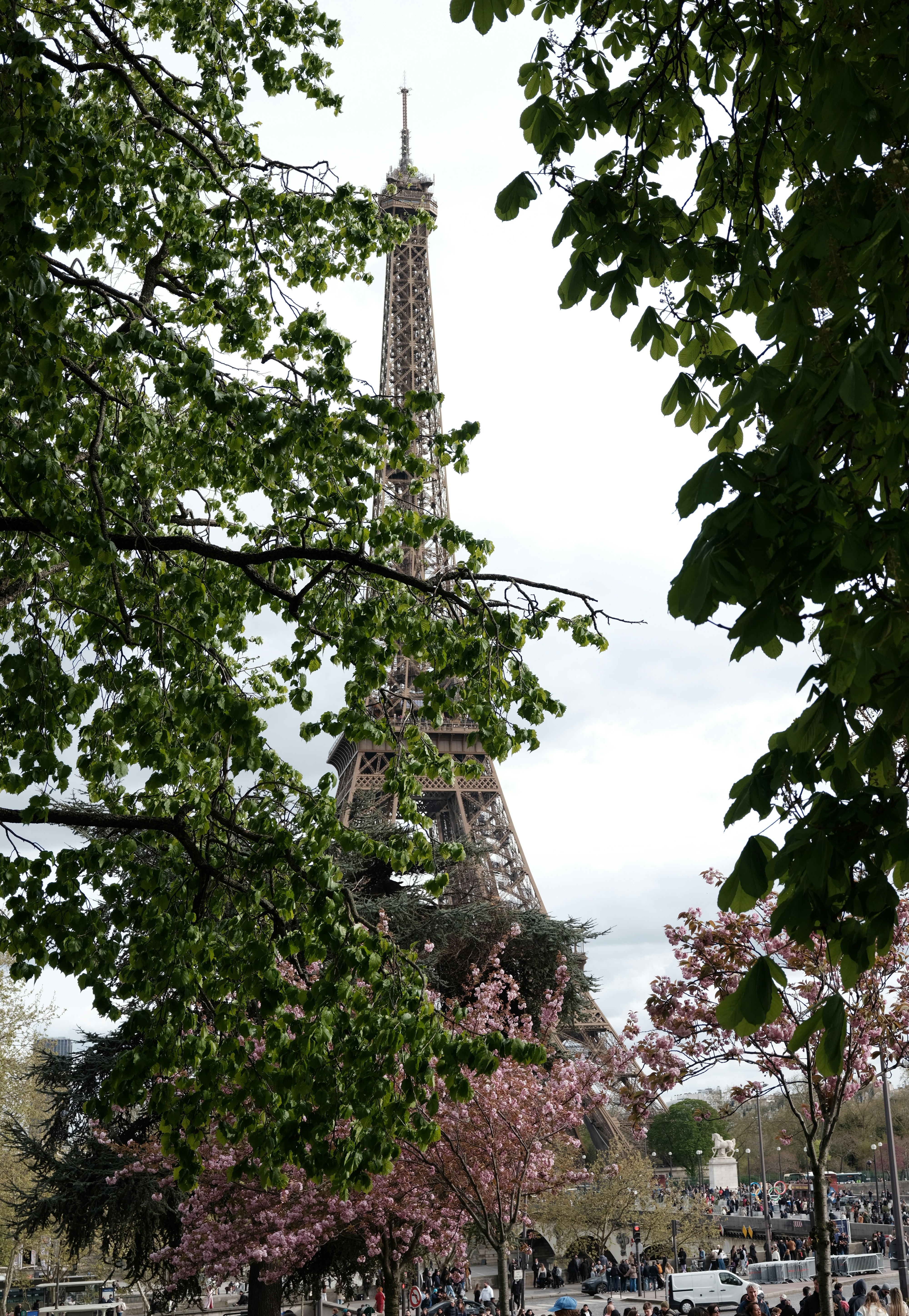 Parisian Frame: The Eiffel Tower Peeking Through Spring Canopy